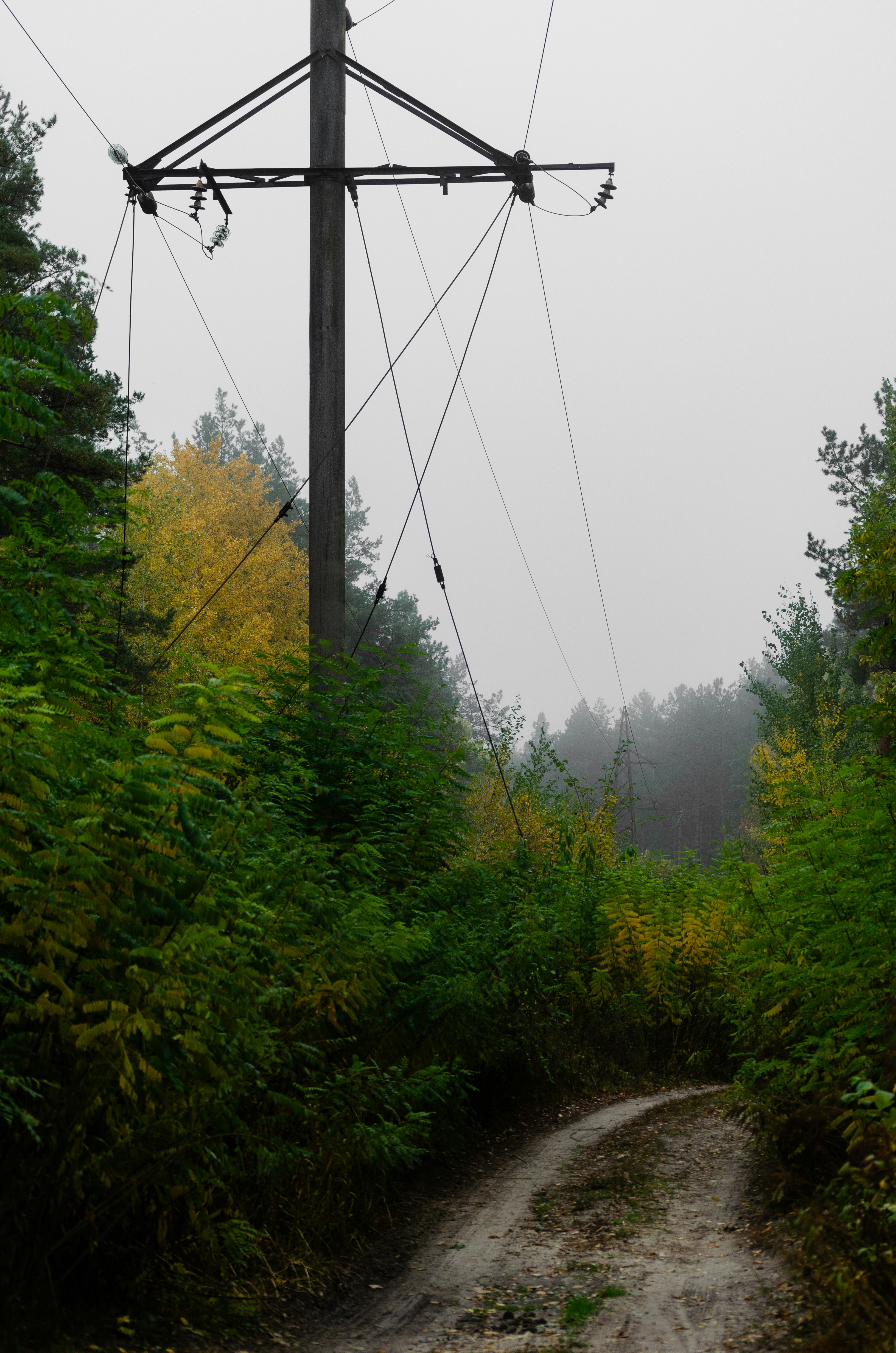 The Silent Line: A Weathered Power Pole Framing a Misty Forest Trail