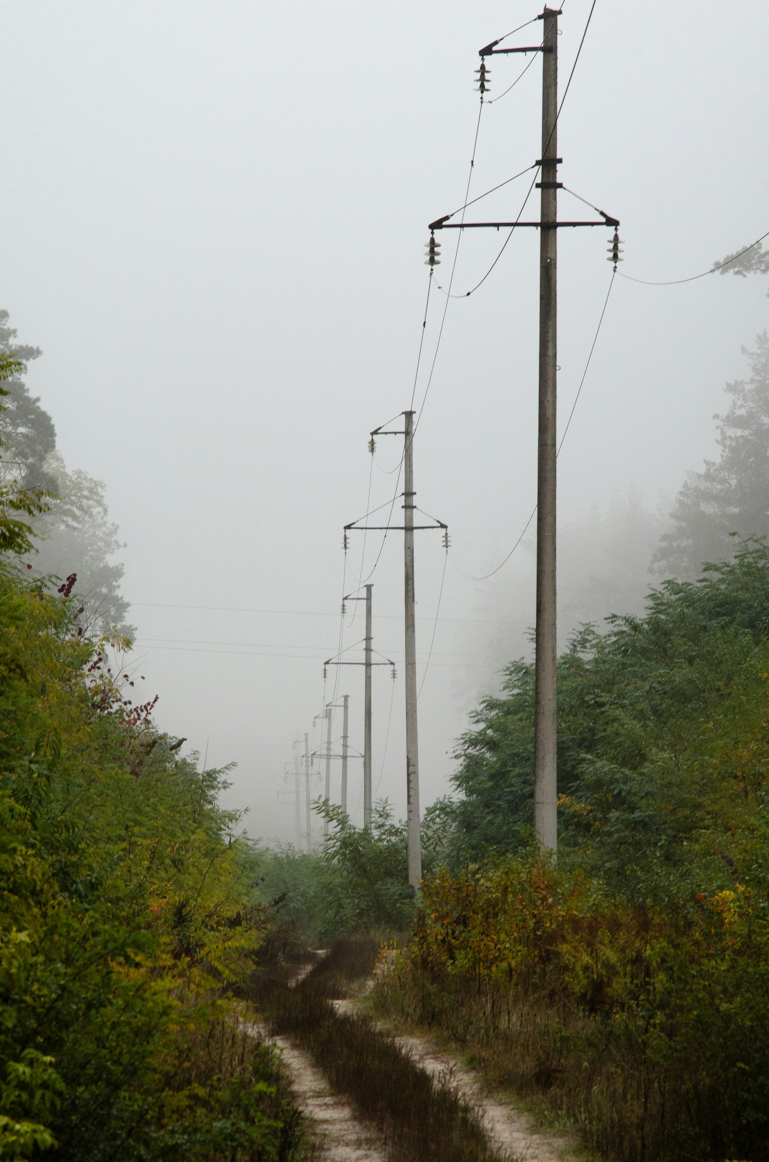 Fogbound Corridor: Electric Poles Reaching into the Veil
