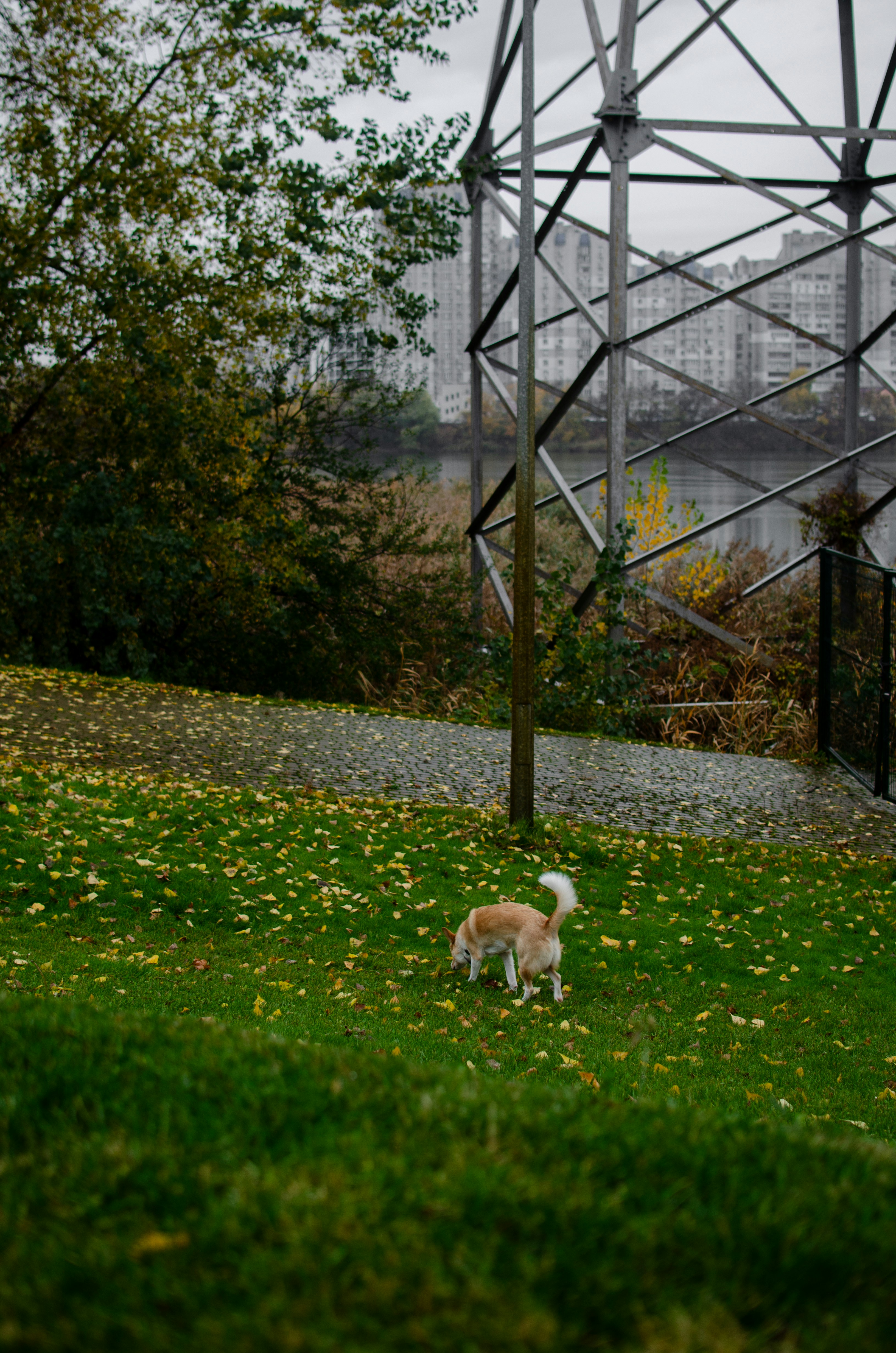 Golden Wanderer on the Grassy Stage by the River