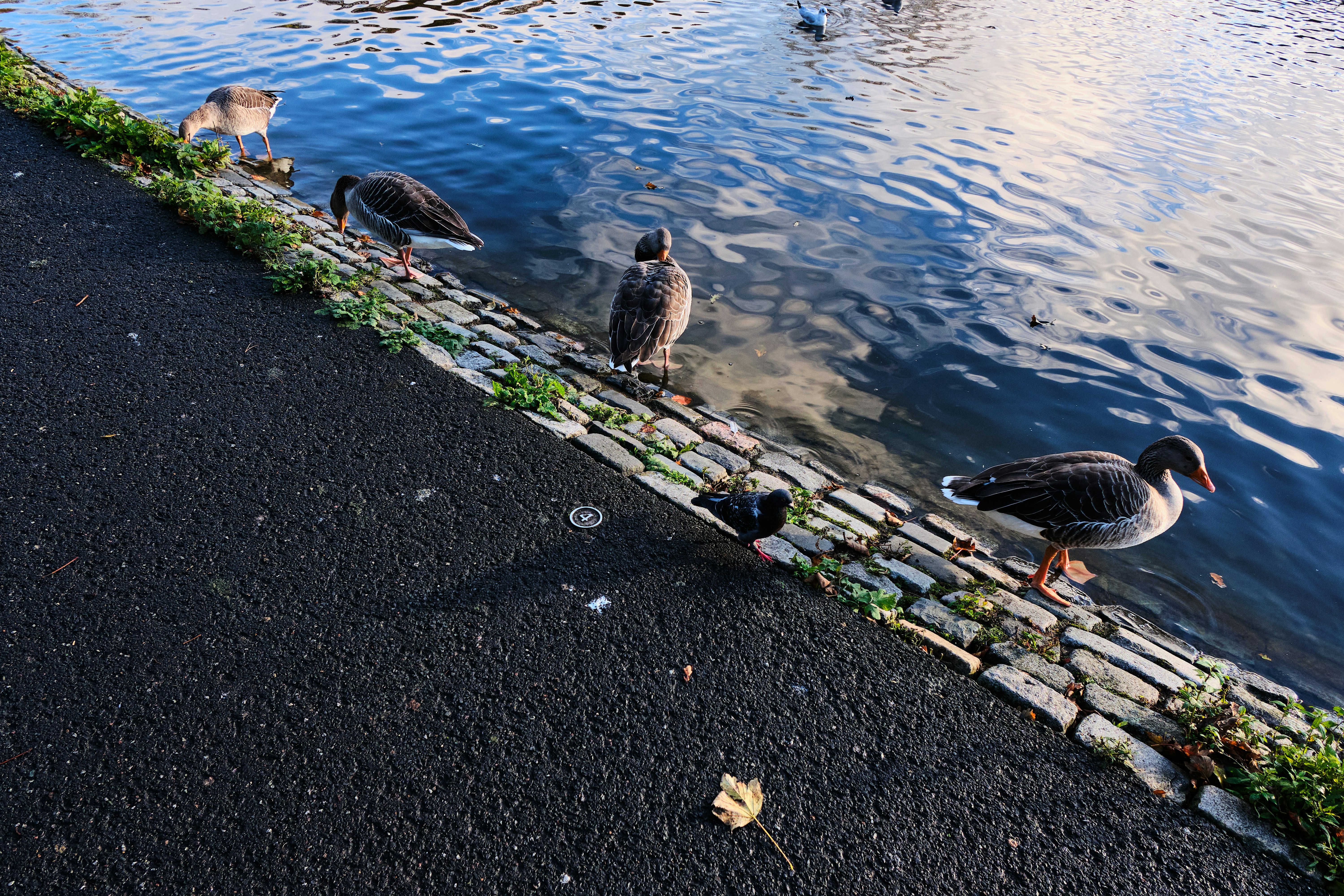Swan Edge on Cobblestones: Quiet Riverside Moment
