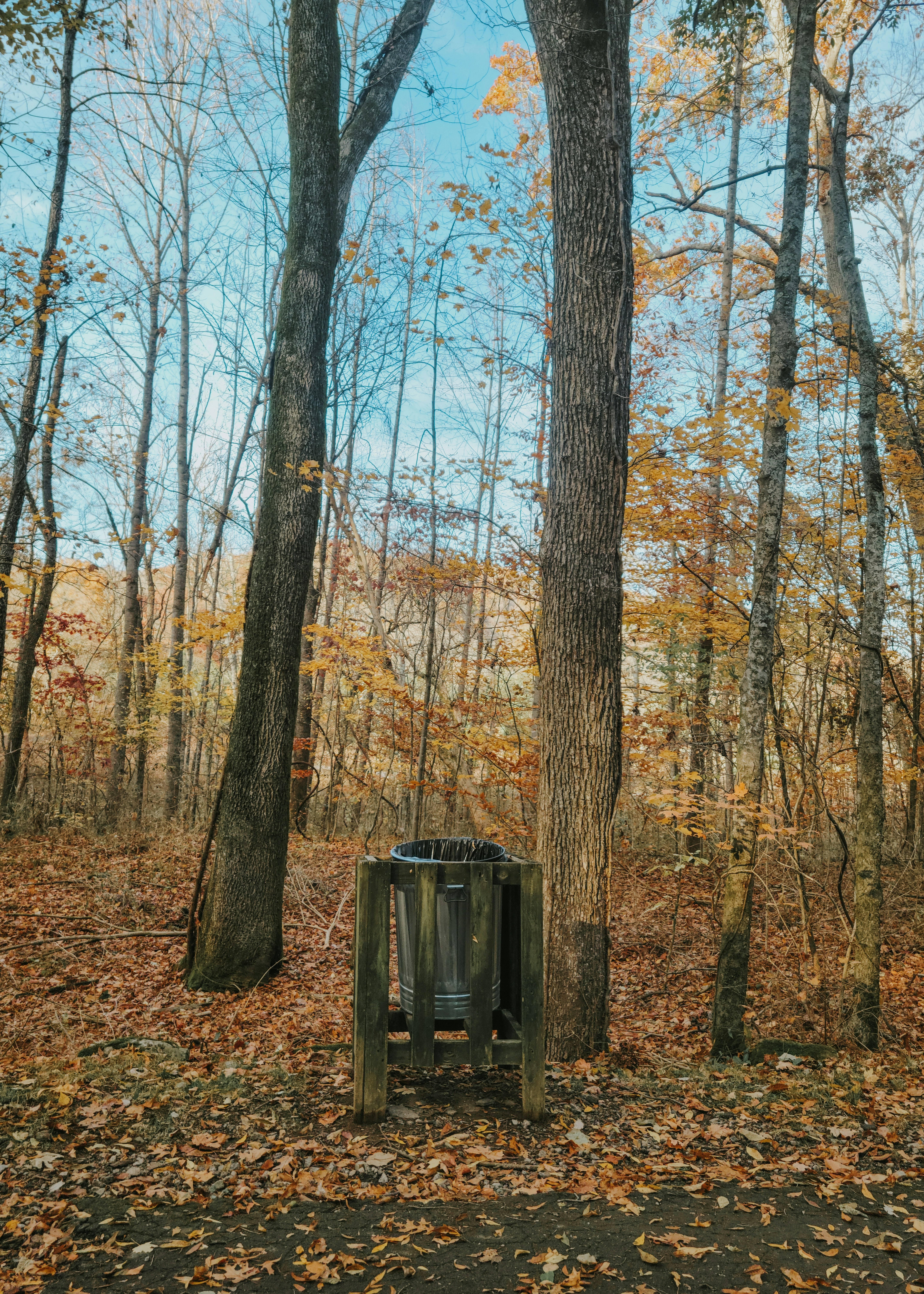 Autumn's Quiet Sentinel: A Trash Can Amid Tall Oaks