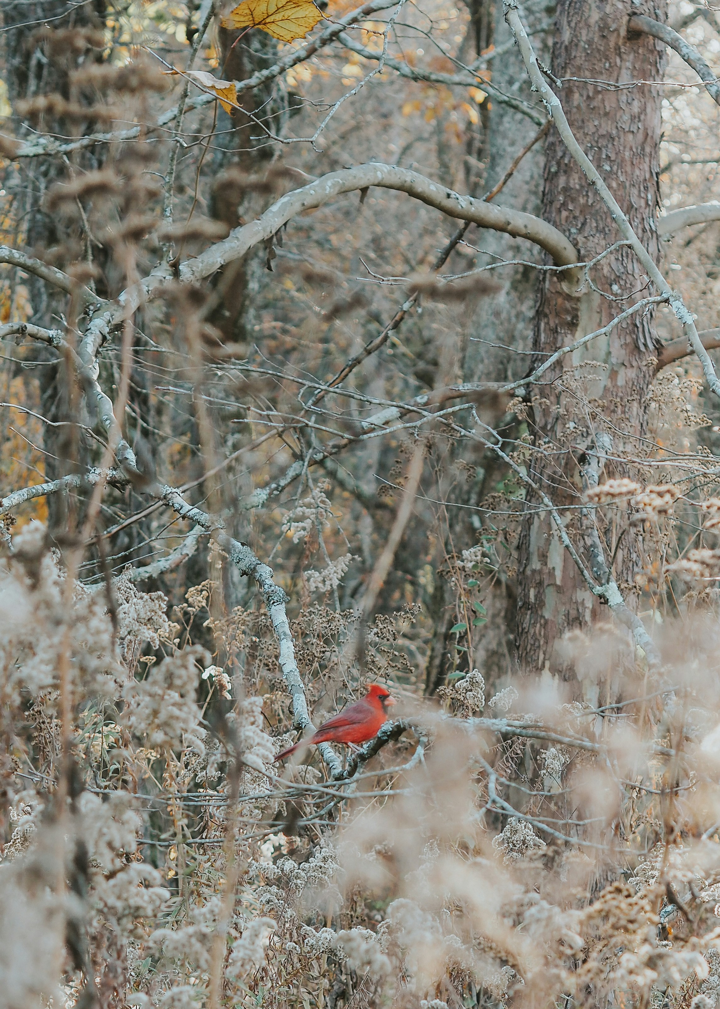 A red bird sitting on a tree branch in a forest photo – Free Animal ...