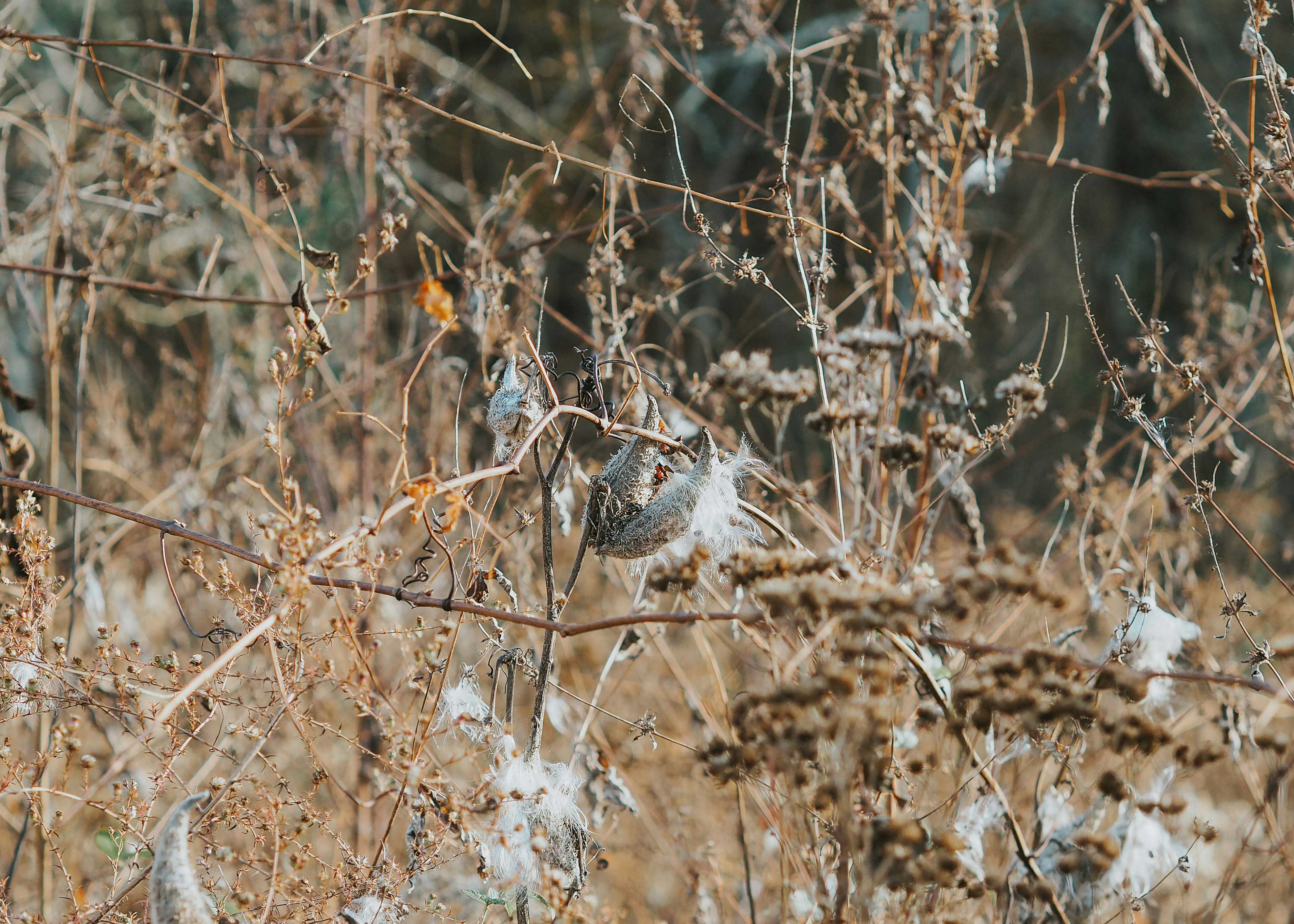 Sparrow in a Winter Thicket: Quiet Resolve Among Withered Reeds