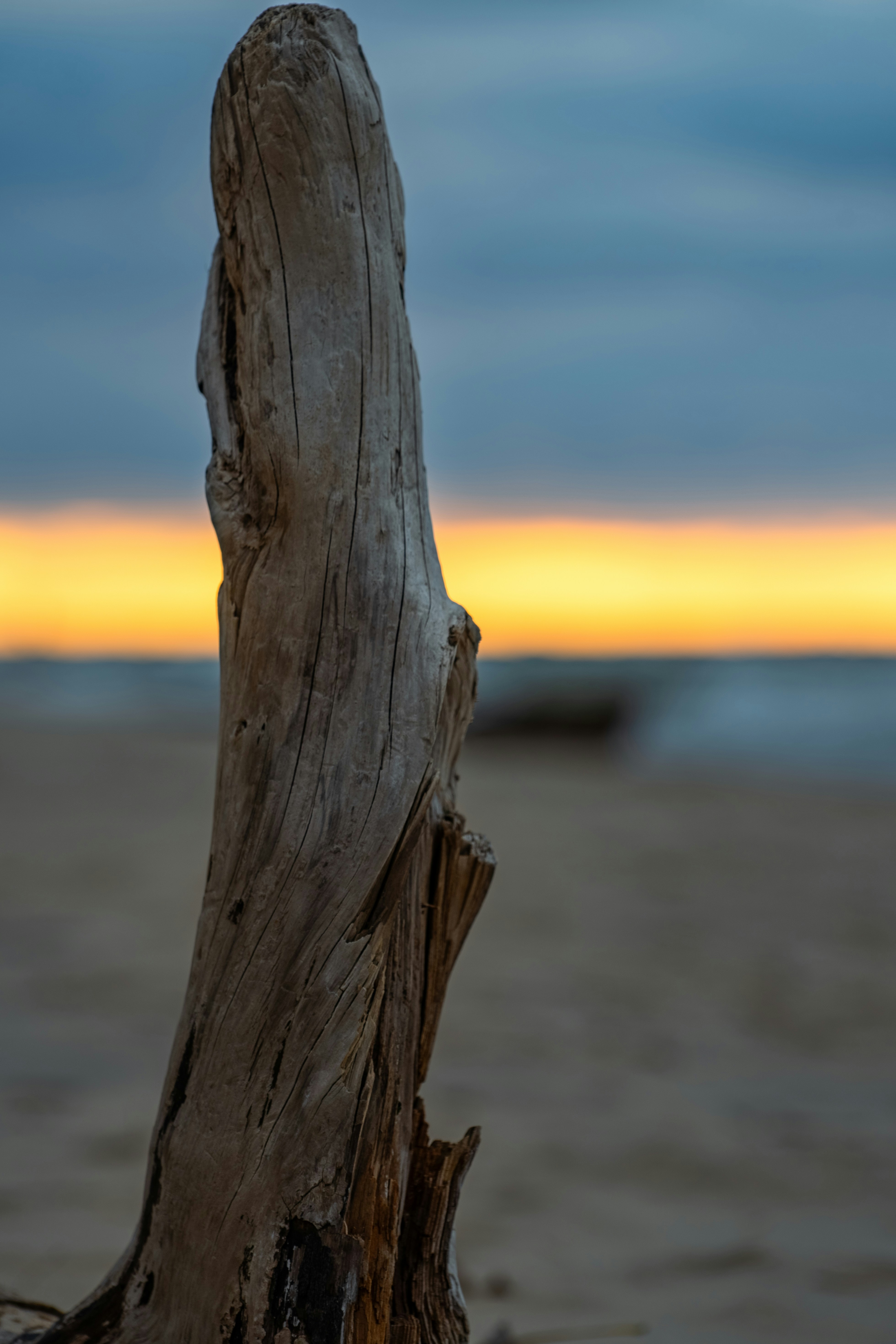A close up of a piece of wood on a beach photo – Free Tree Image on ...