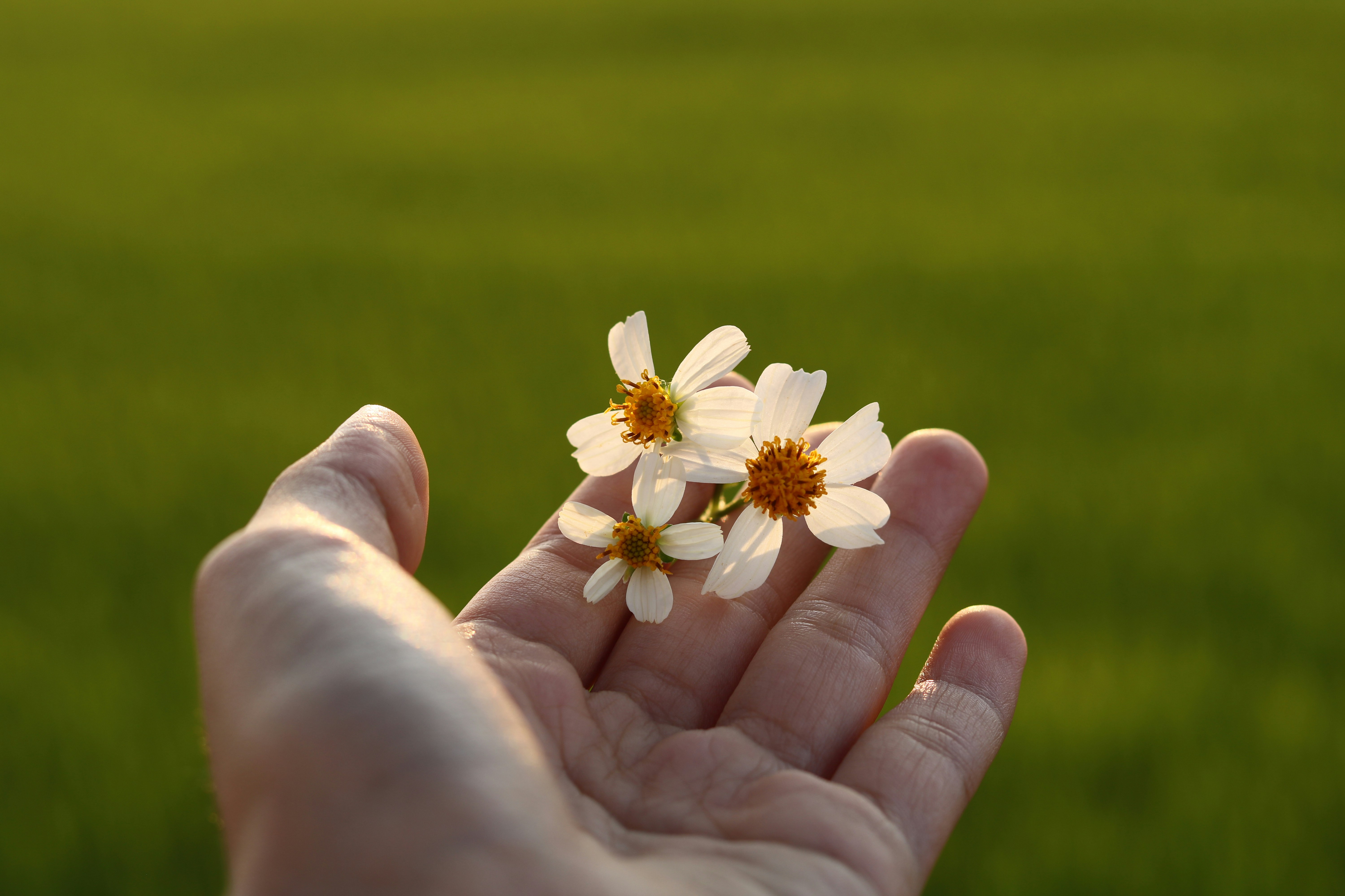 La main d’une personne tenant trois petites fleurs blanches photo ...