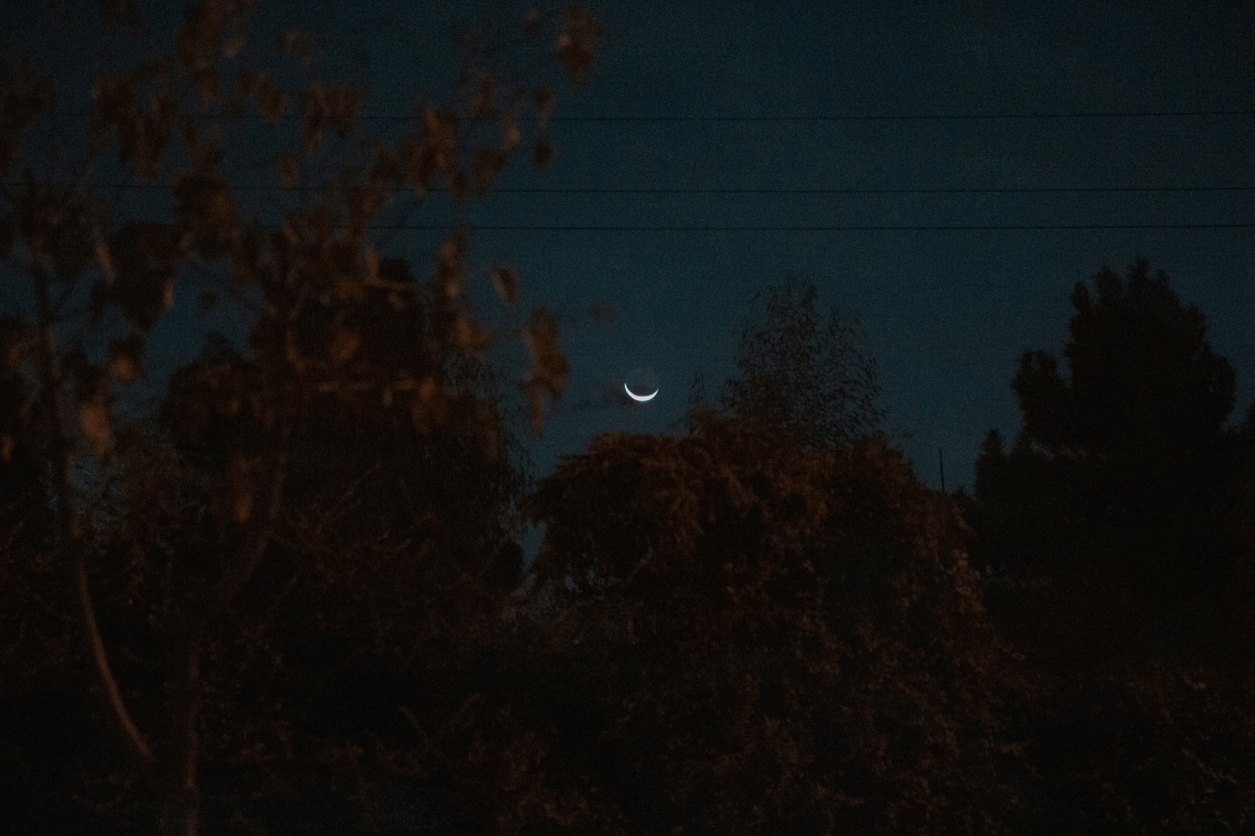 Crescent Between the Wires: Moonlight over a Silent Canopy
