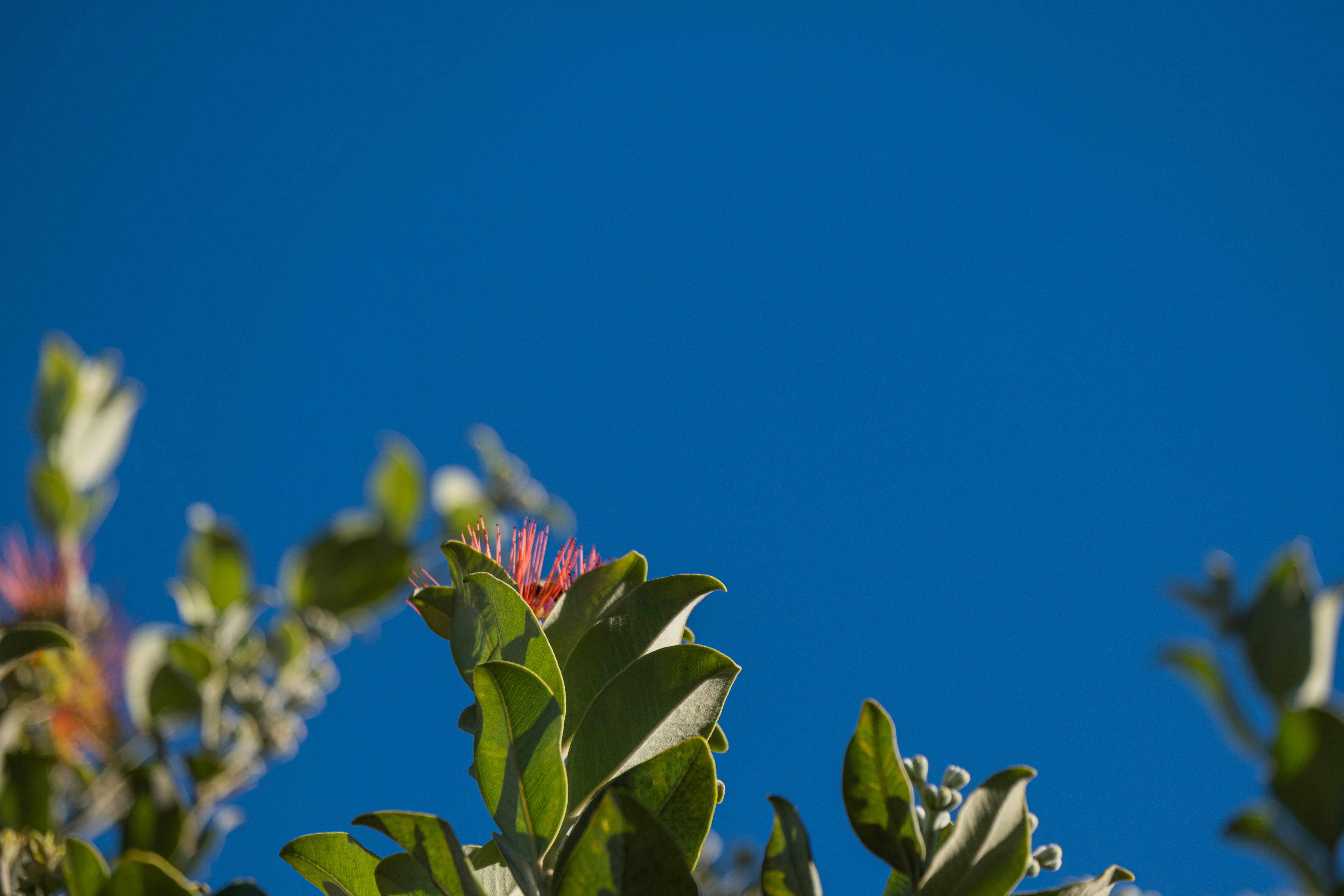 Coral Bud in Focus: A Leafy Ledge Under a Pristine Blue Sky