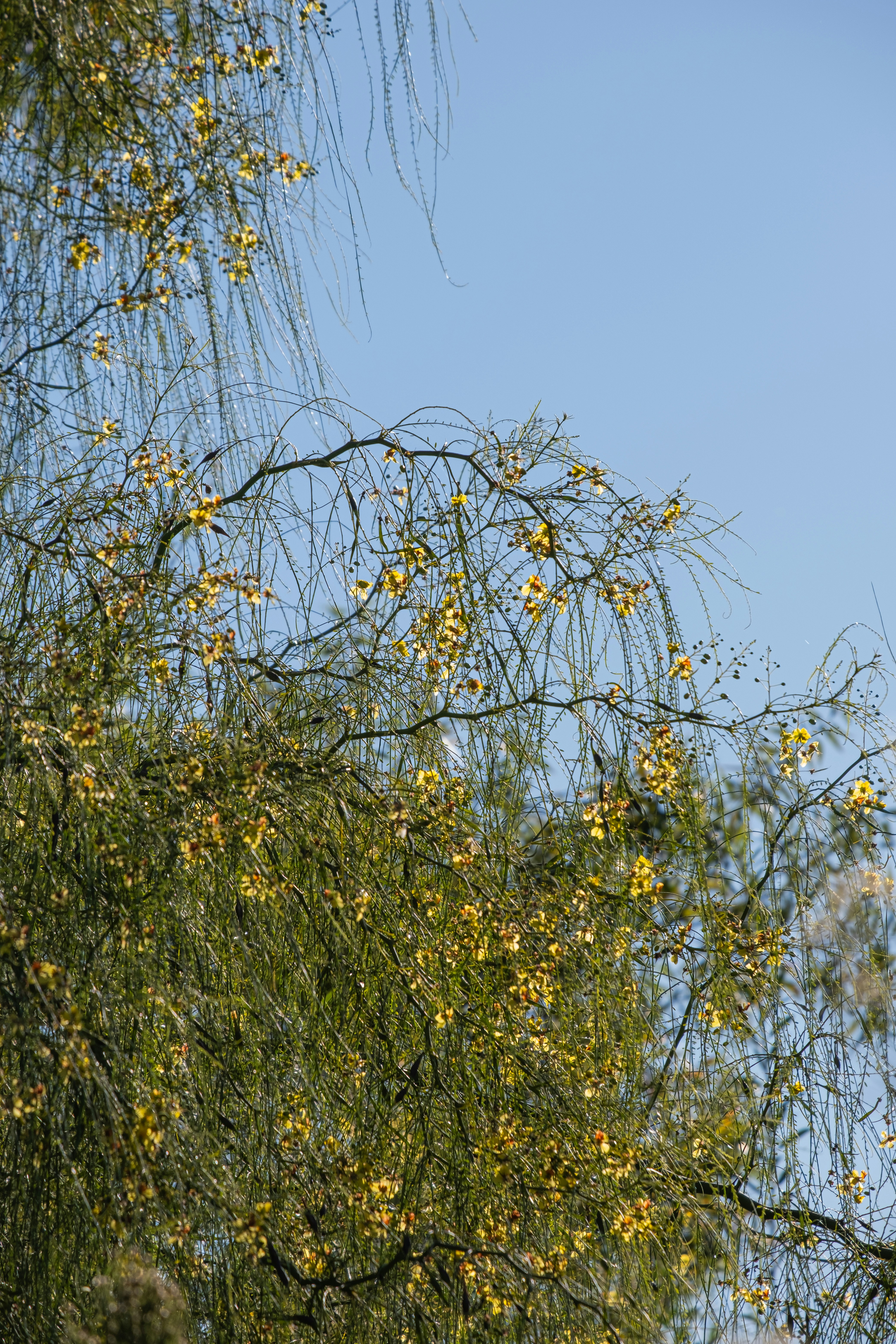 Blue Sky Catkins: Delicate Yellow Blossoms on Weeping Branches