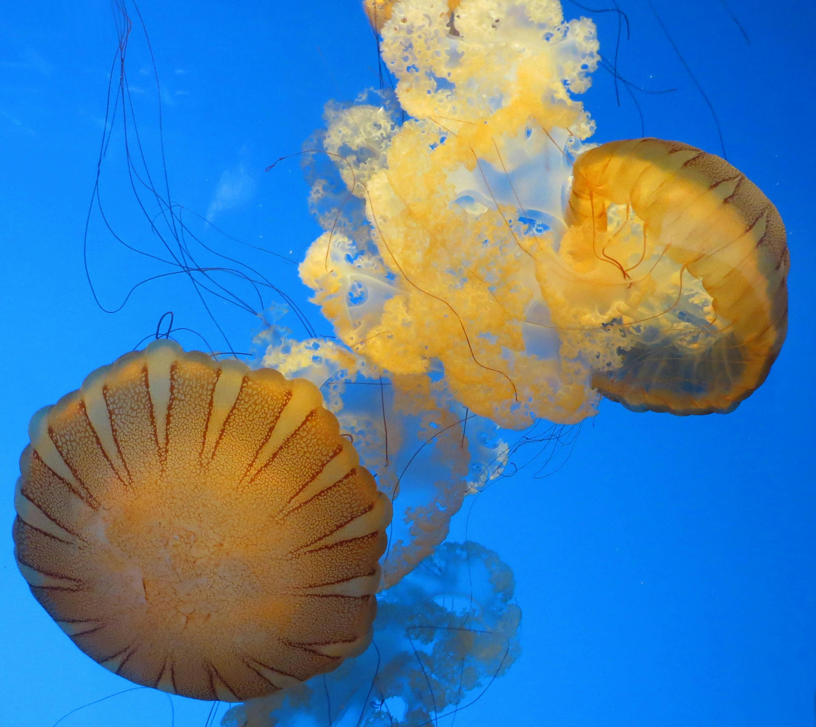 A group of jellyfish floating in the water photo – Free Animal Image on ...