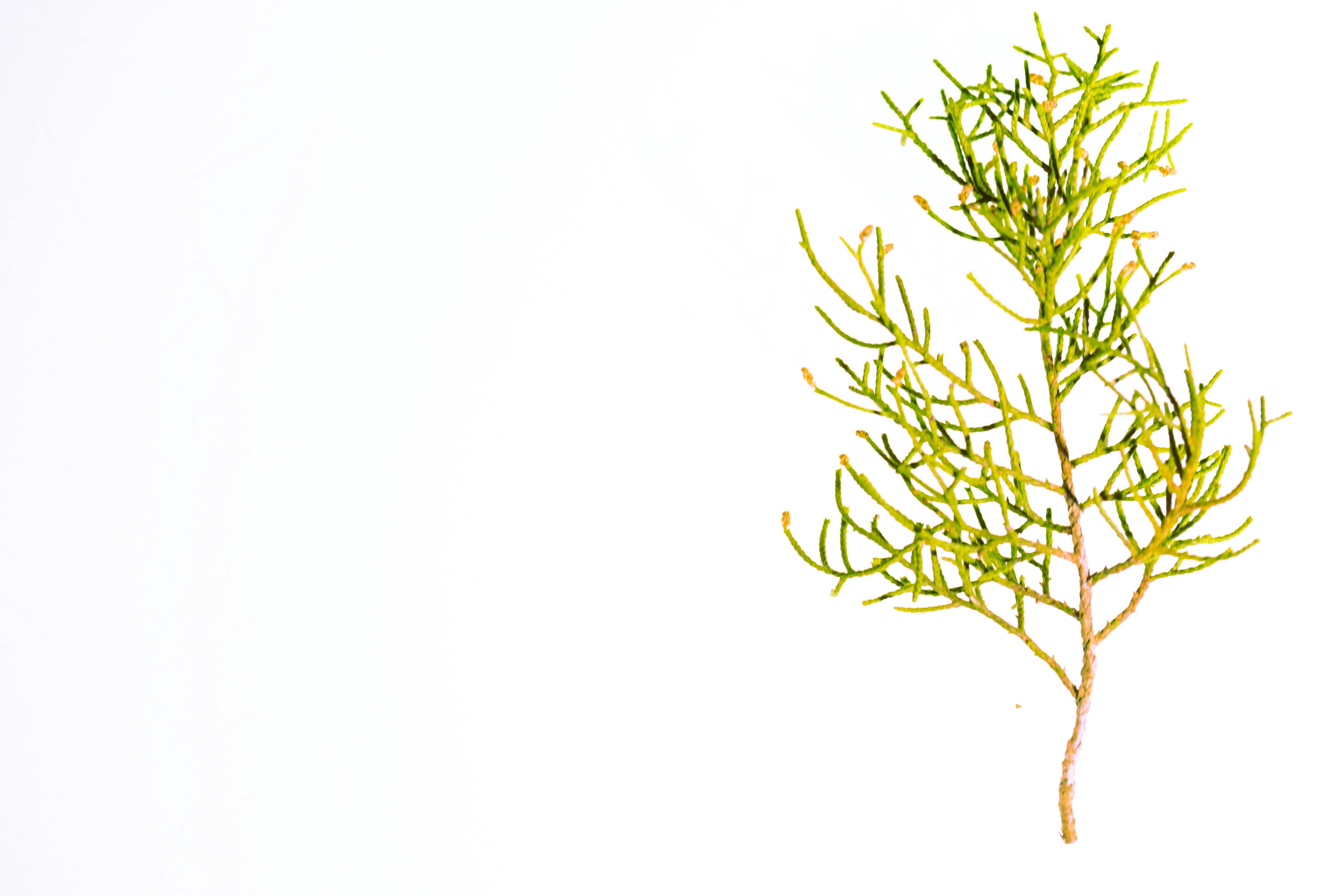 A close up of a small tree branch on a white background photo – Free ...