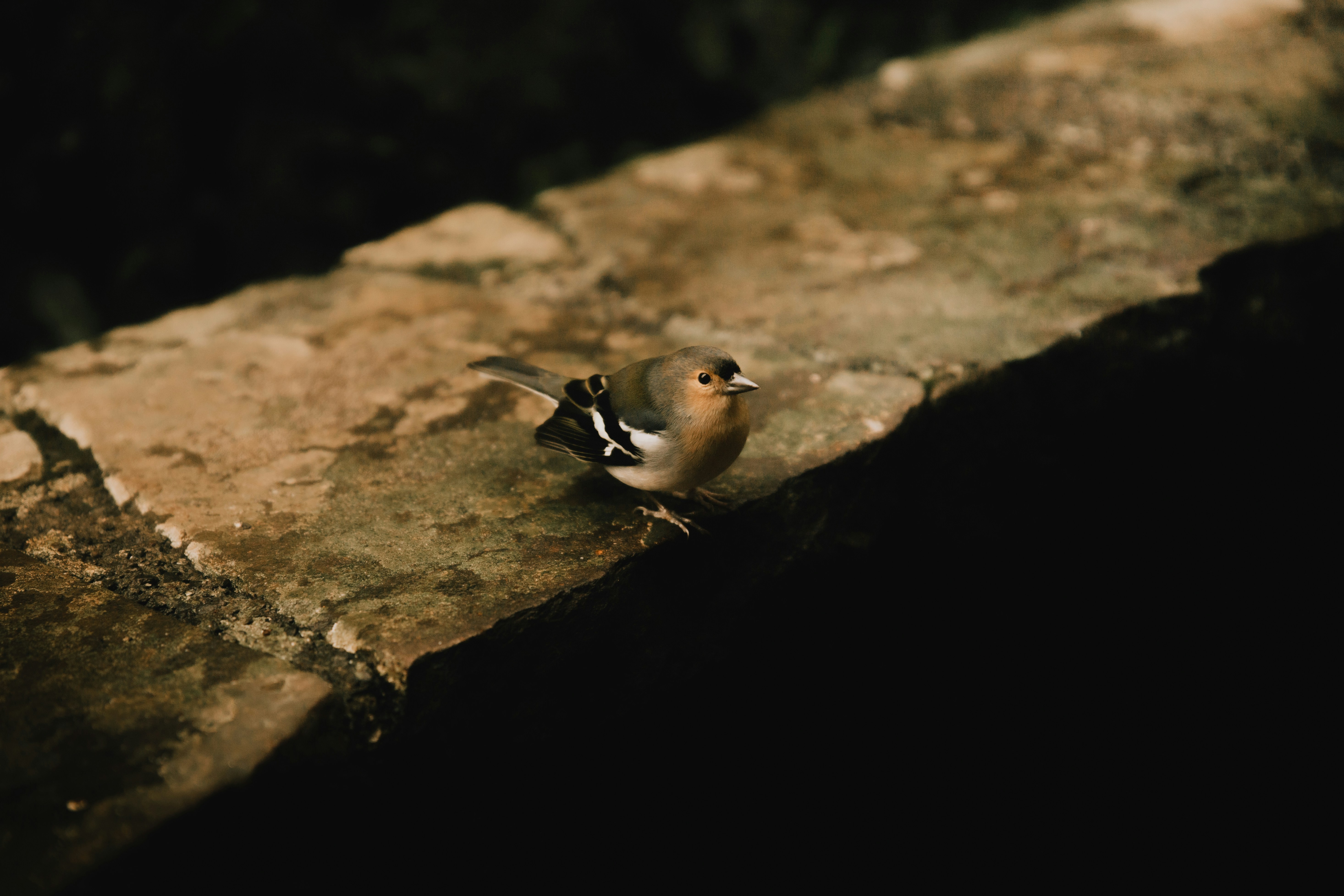 Edge Light: A Small Songbird on a Mossy Ledge