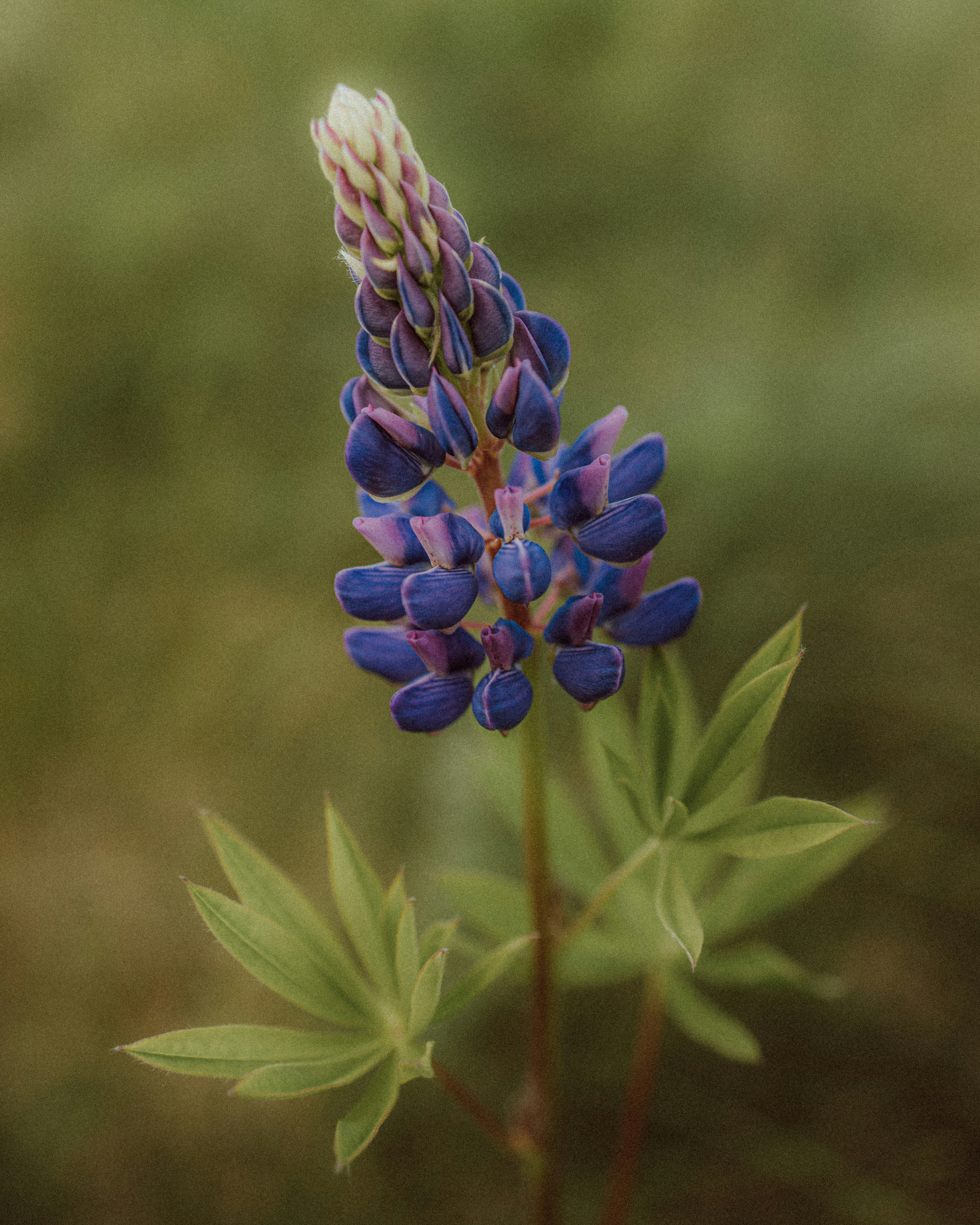 Indigo Lupine Spike Rising from a Quiet Meadow