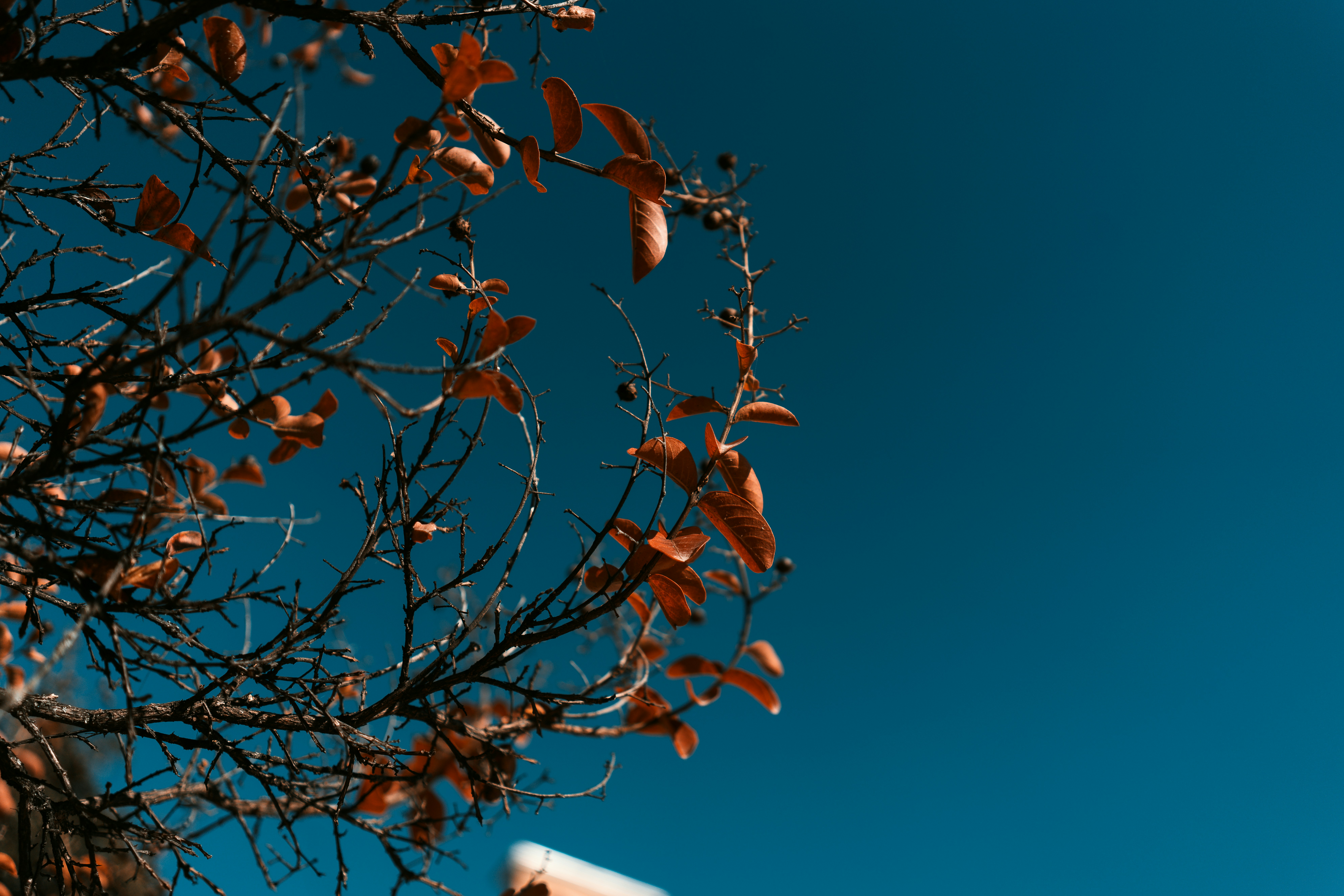 Crimson Foliage Framing a Cerulean Expanse