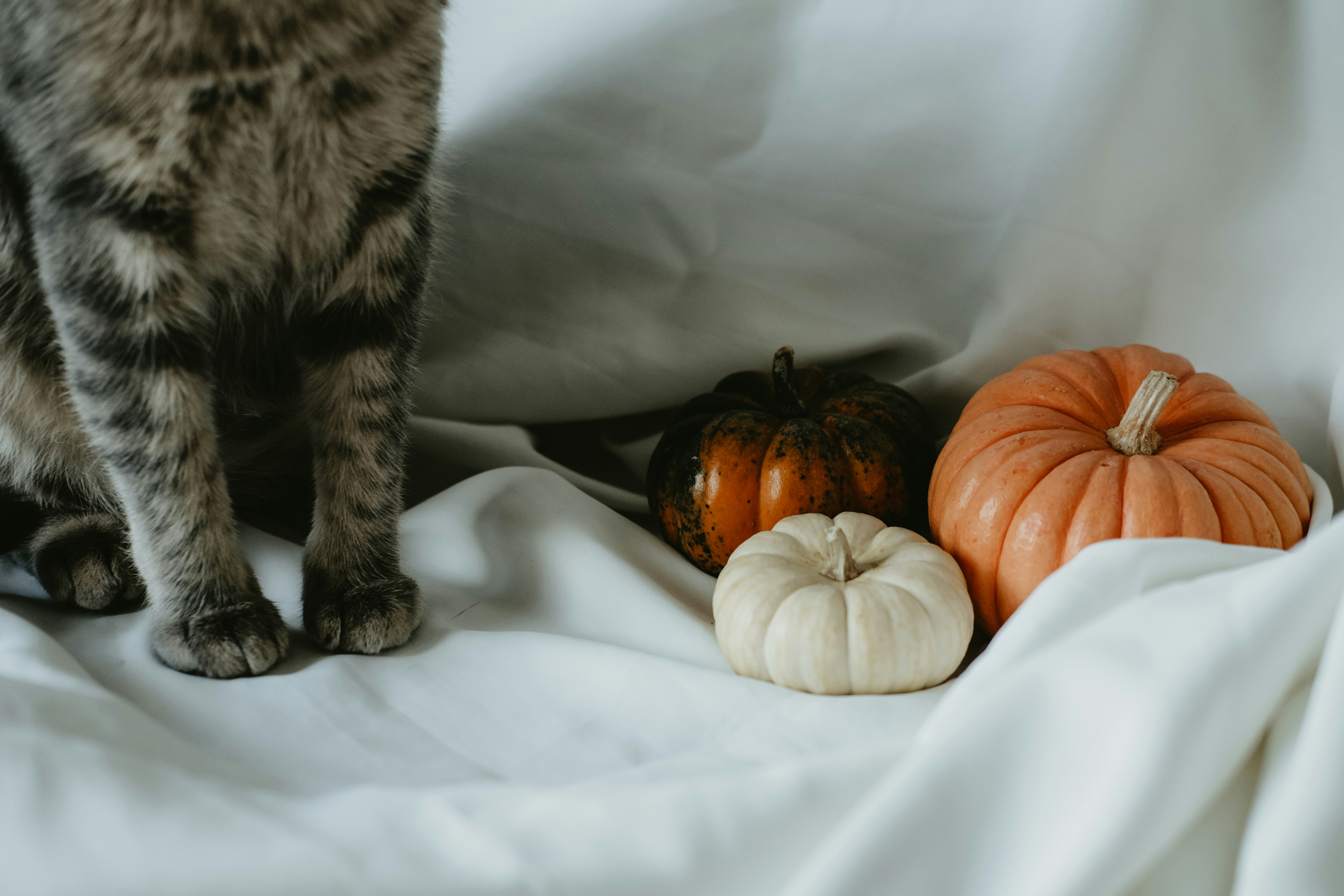 Whiskers and Mini Pumpkins: A Quiet Fall Still-Life