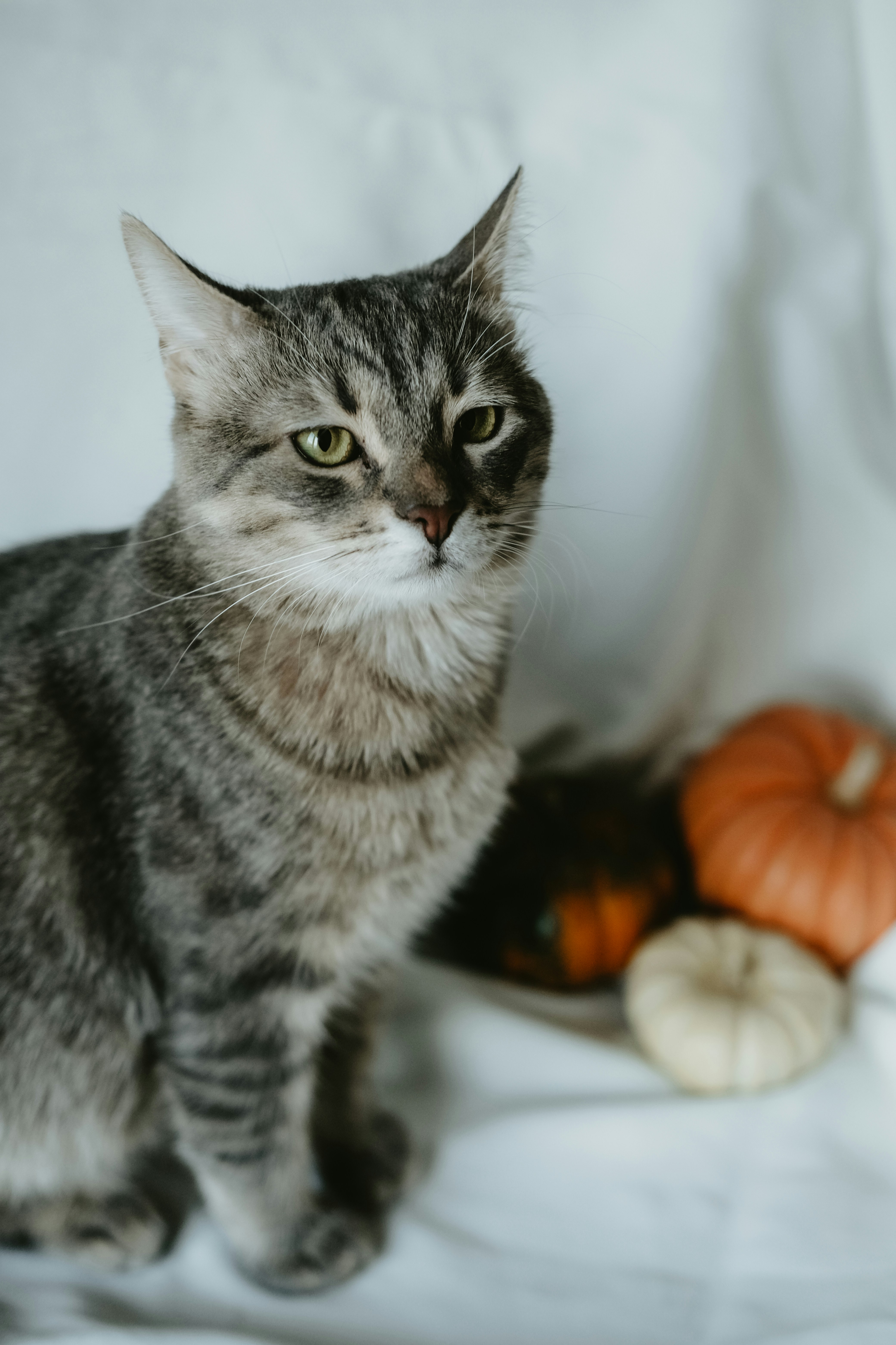 Whiskered Sentinel: Gray Tabby Amid Autumn Mini Pumpkins