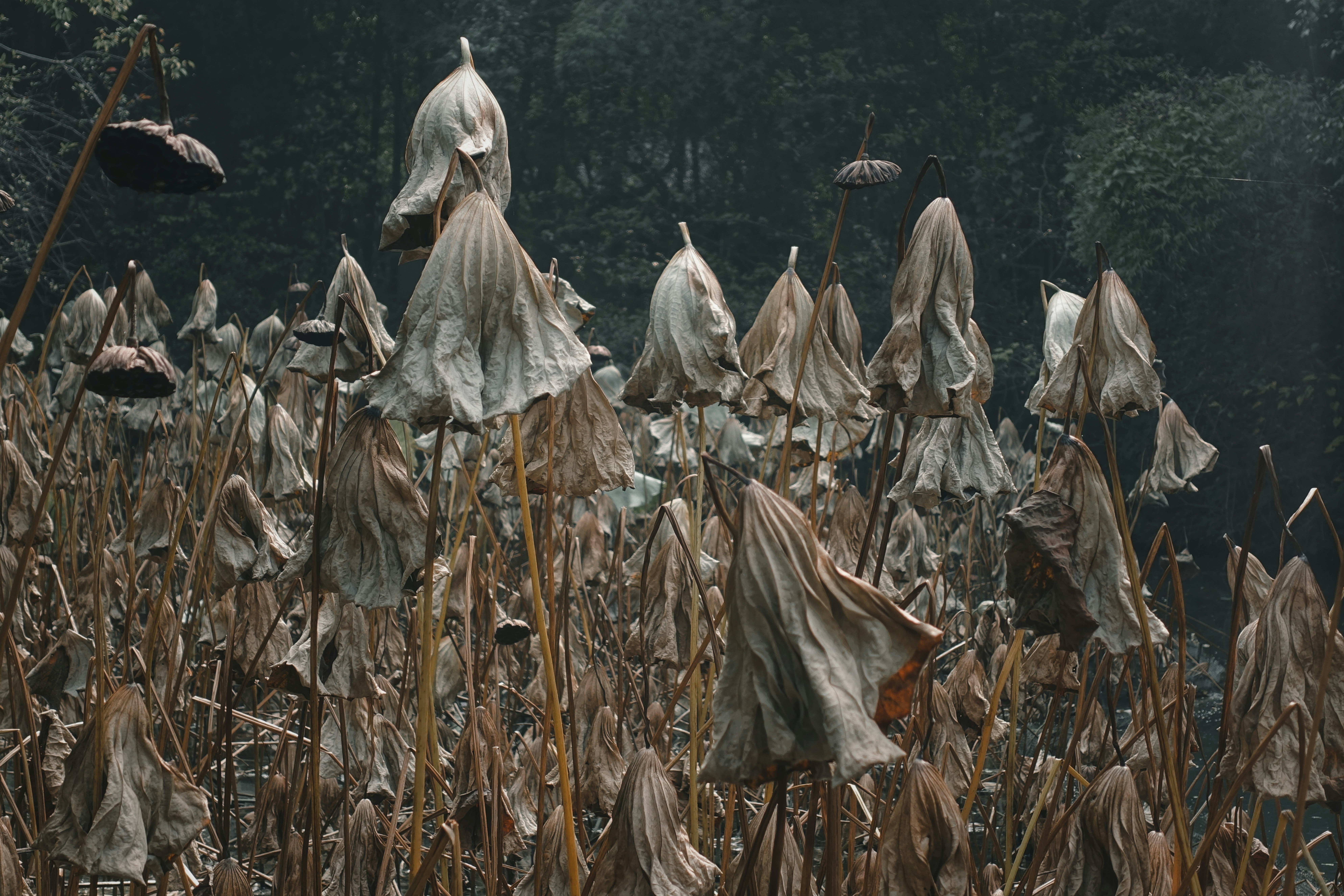 A field full of dead flowers in the rain photo – Free Small pond Image ...