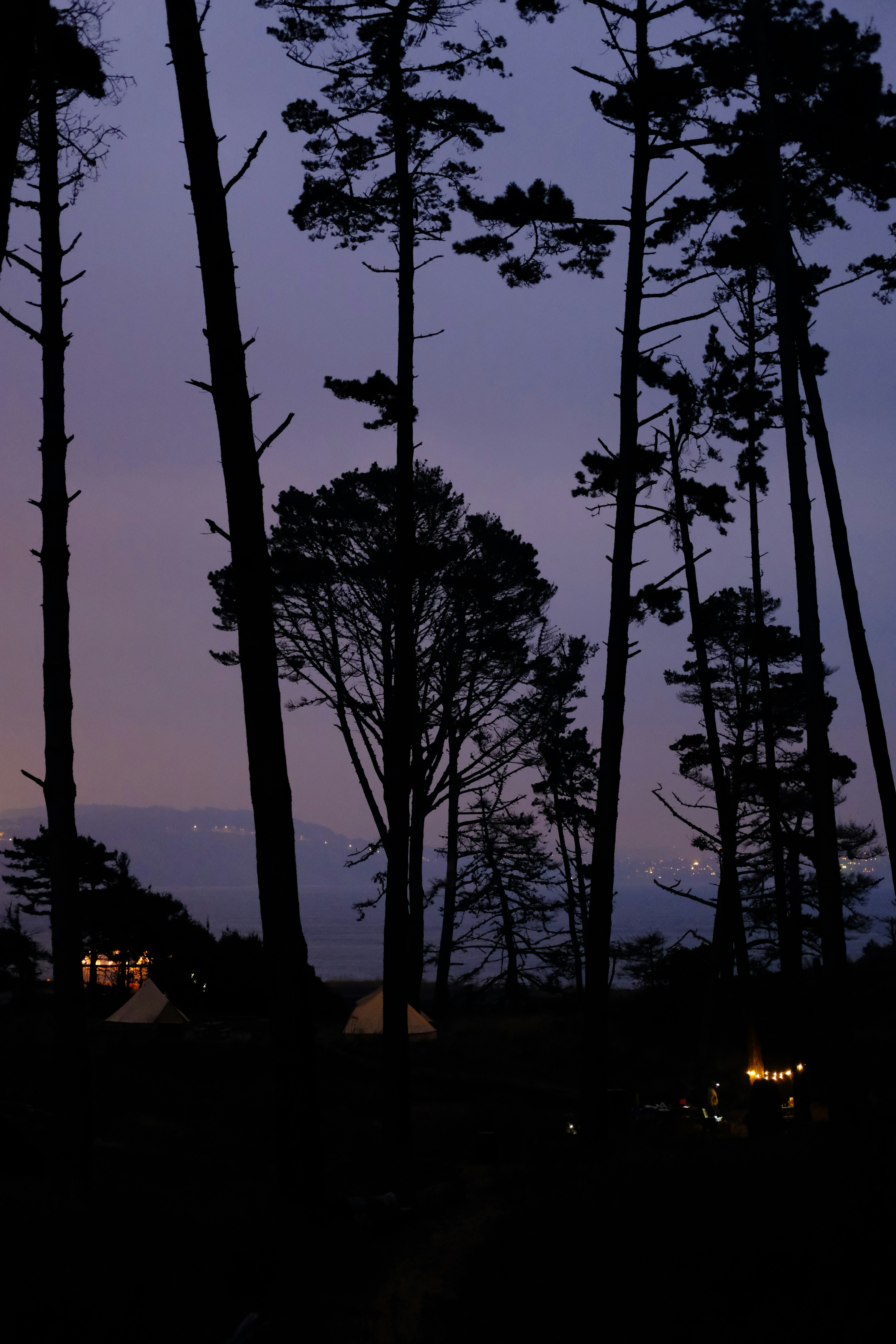 Lilac Dusk Beneath Tall Pines: A Quiet Campsite Emerges
