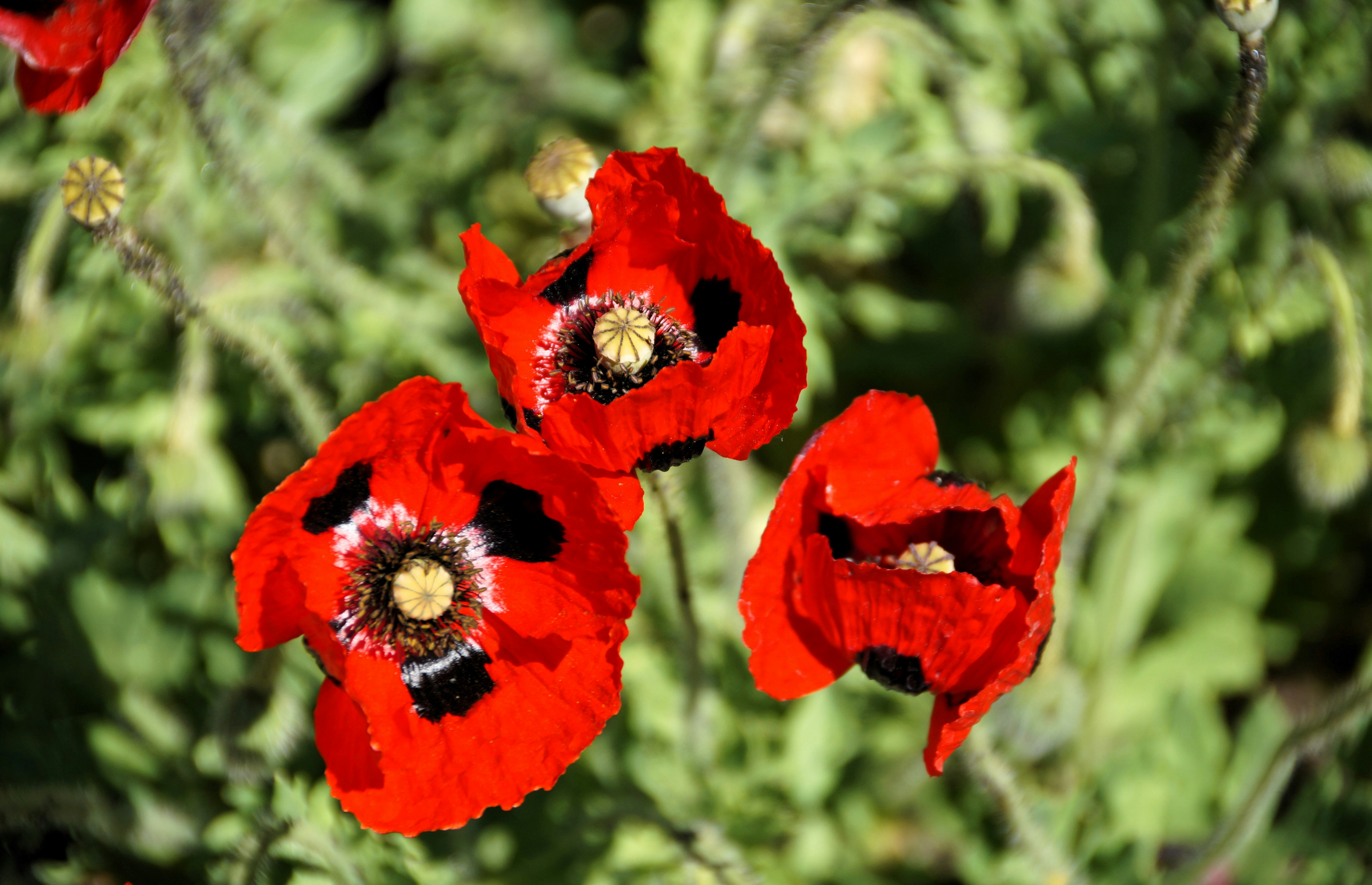 a group of red flowers sitting on top of a lush green field