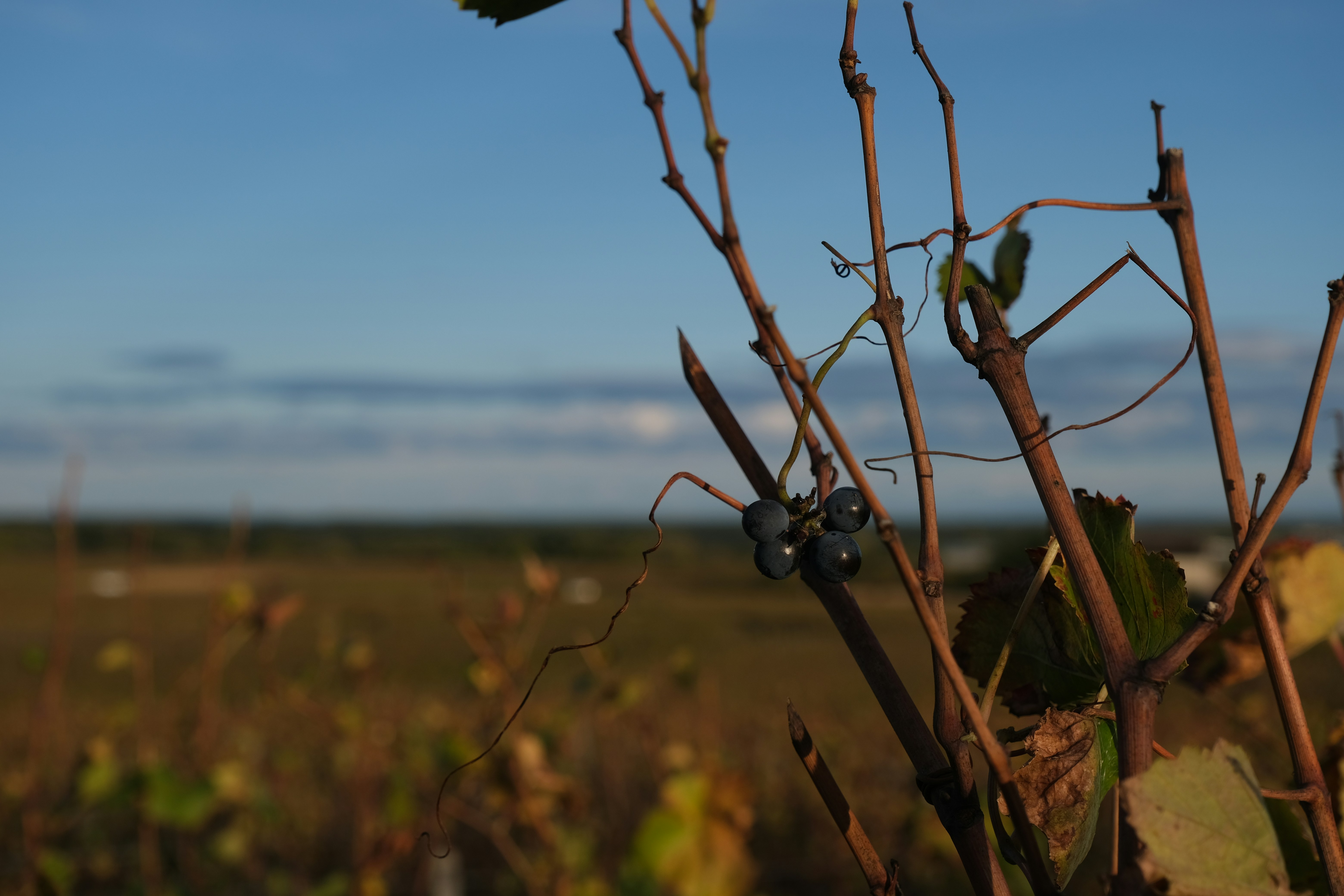 Autumn Grapevine Close-Up: Berries in Focus Against a Wide Blue Sky