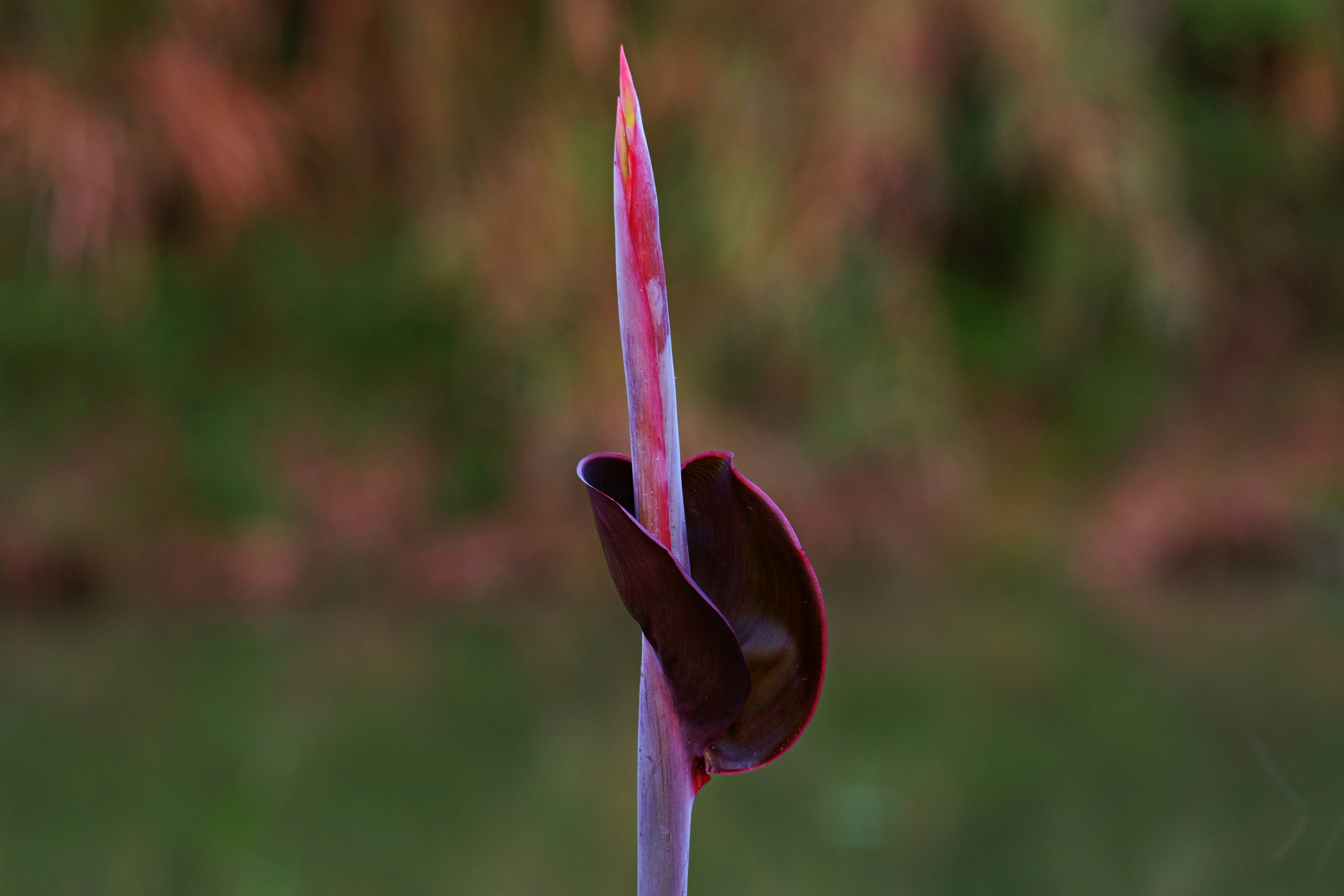 Violet Sheath: a slender stem cradled by a curling dark leaf against a velvet green backdrop