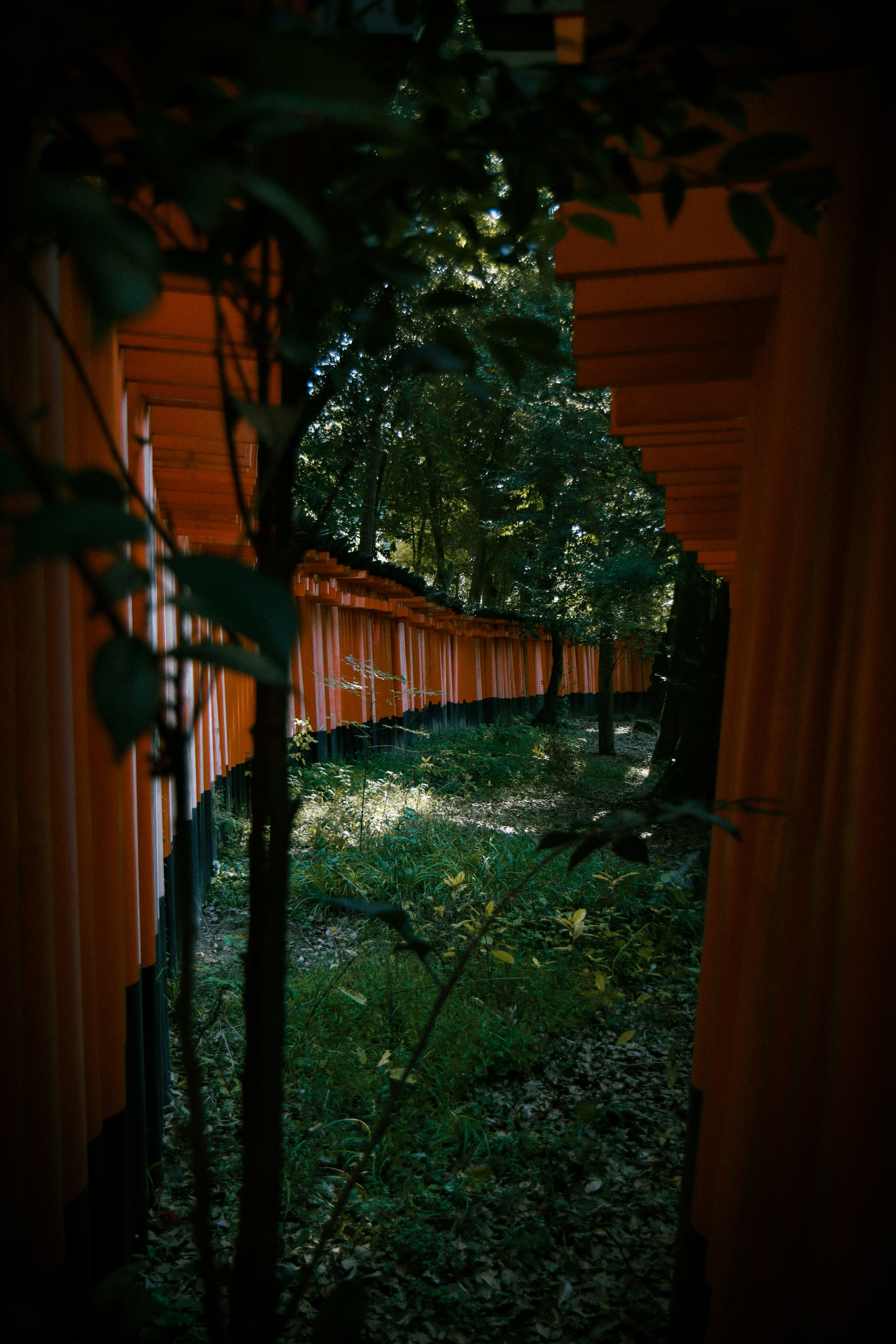 A view of a fenced in area with trees photo – Free Fushimi inari taisha ...