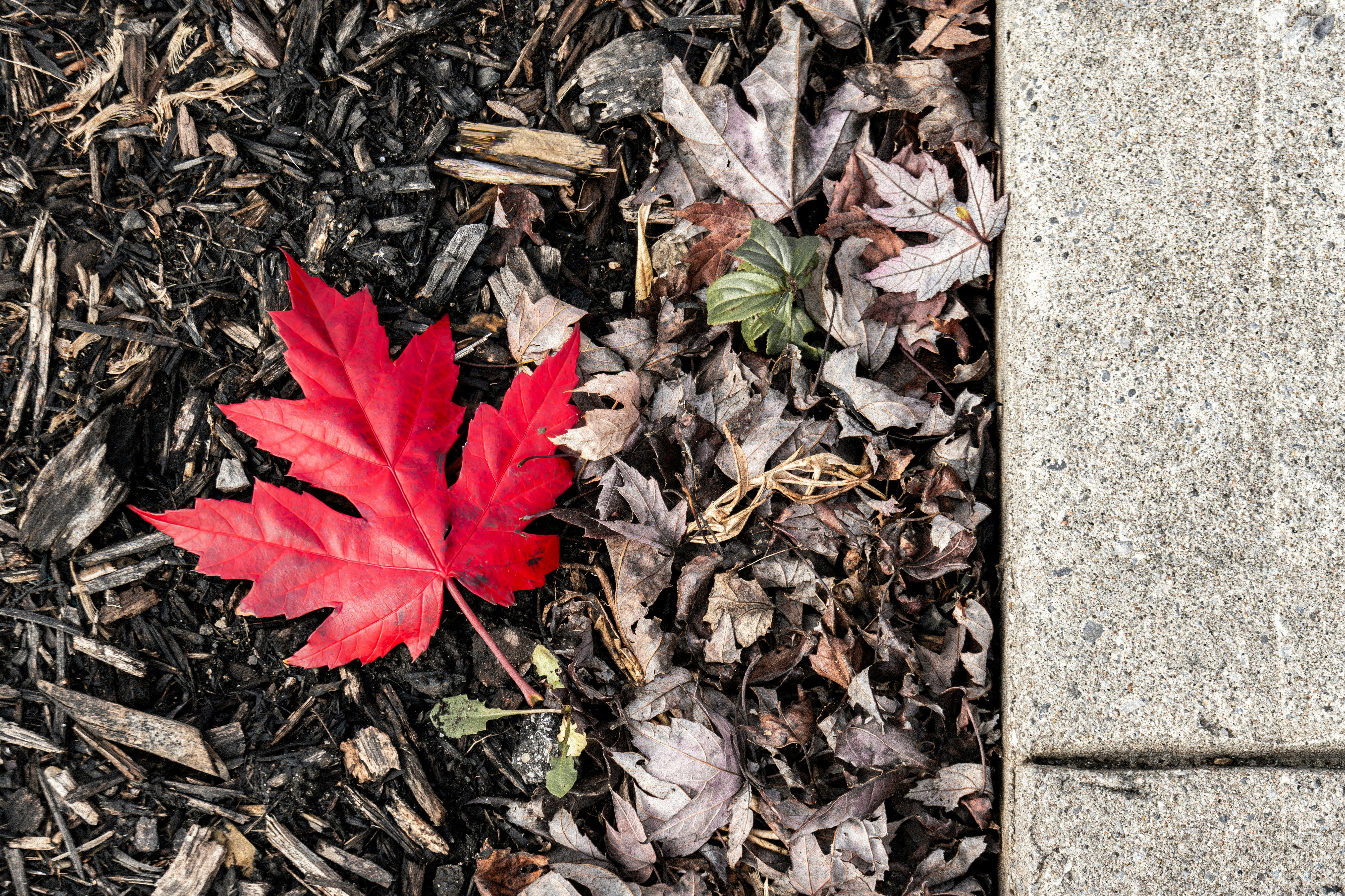 Crimson Leaf at the Edge: Autumn's Quiet Boundary