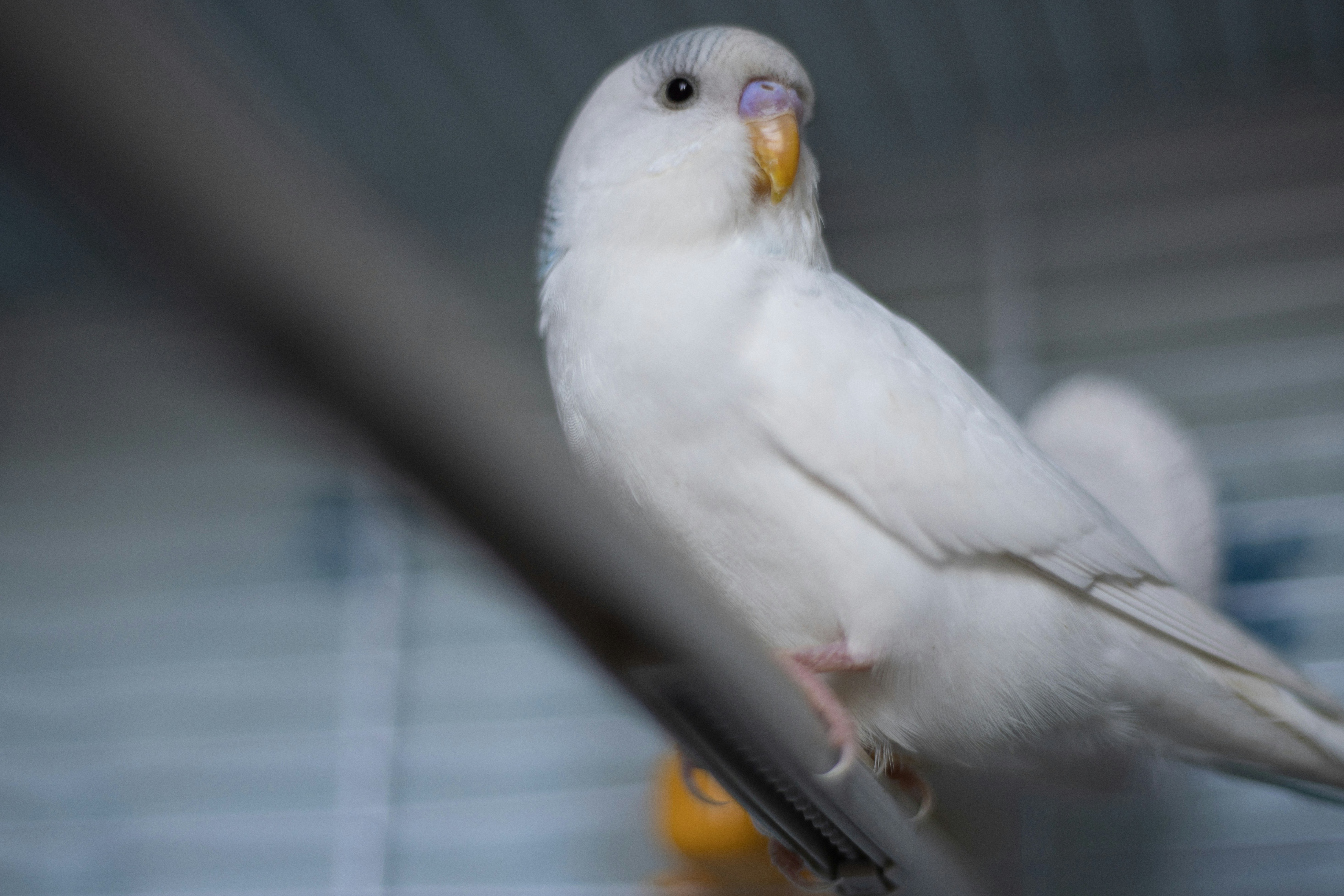 1000+ White Parrot Pictures | Download Free Images on Unsplash