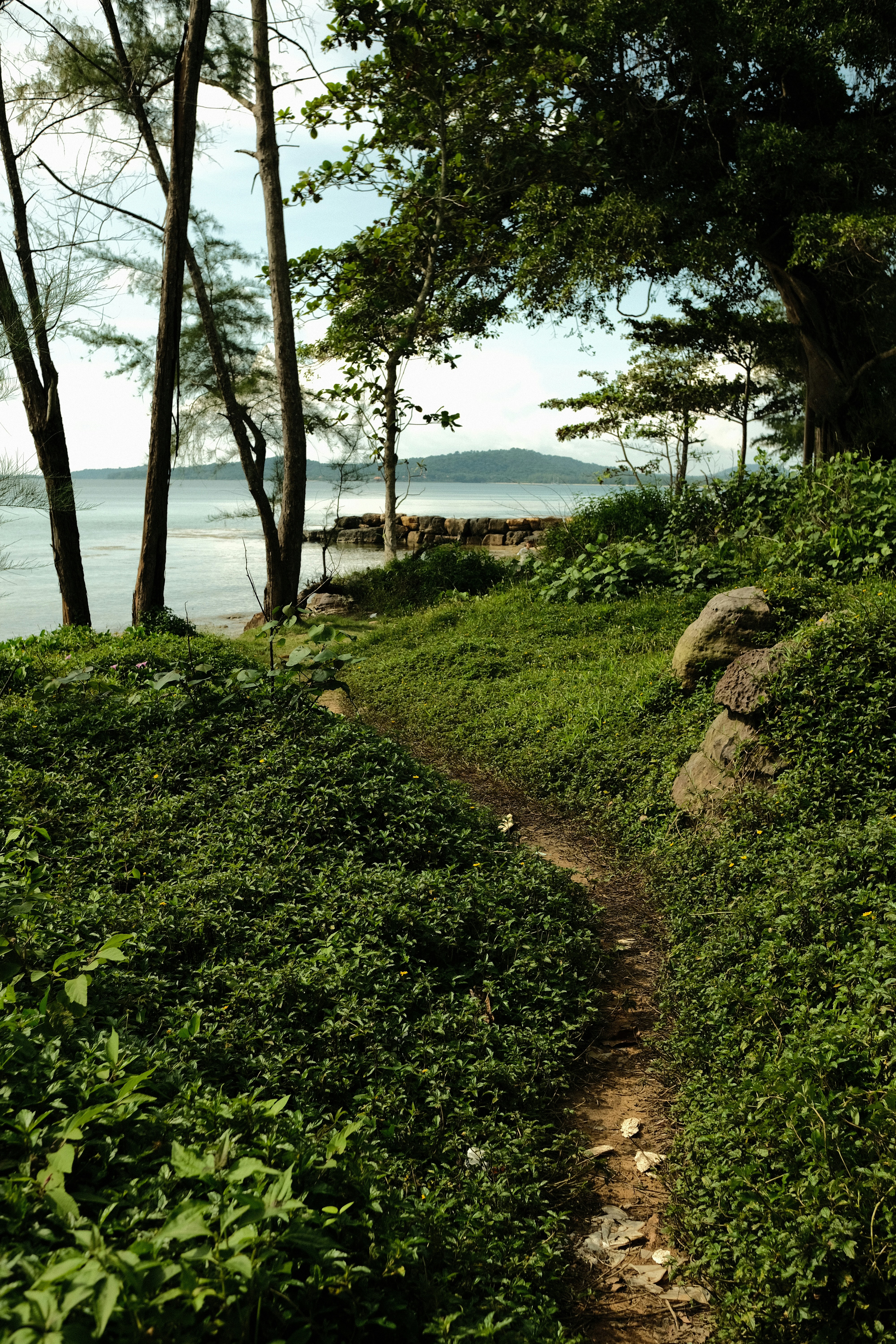 A path leading to the water through a lush green forest photo – Free ...