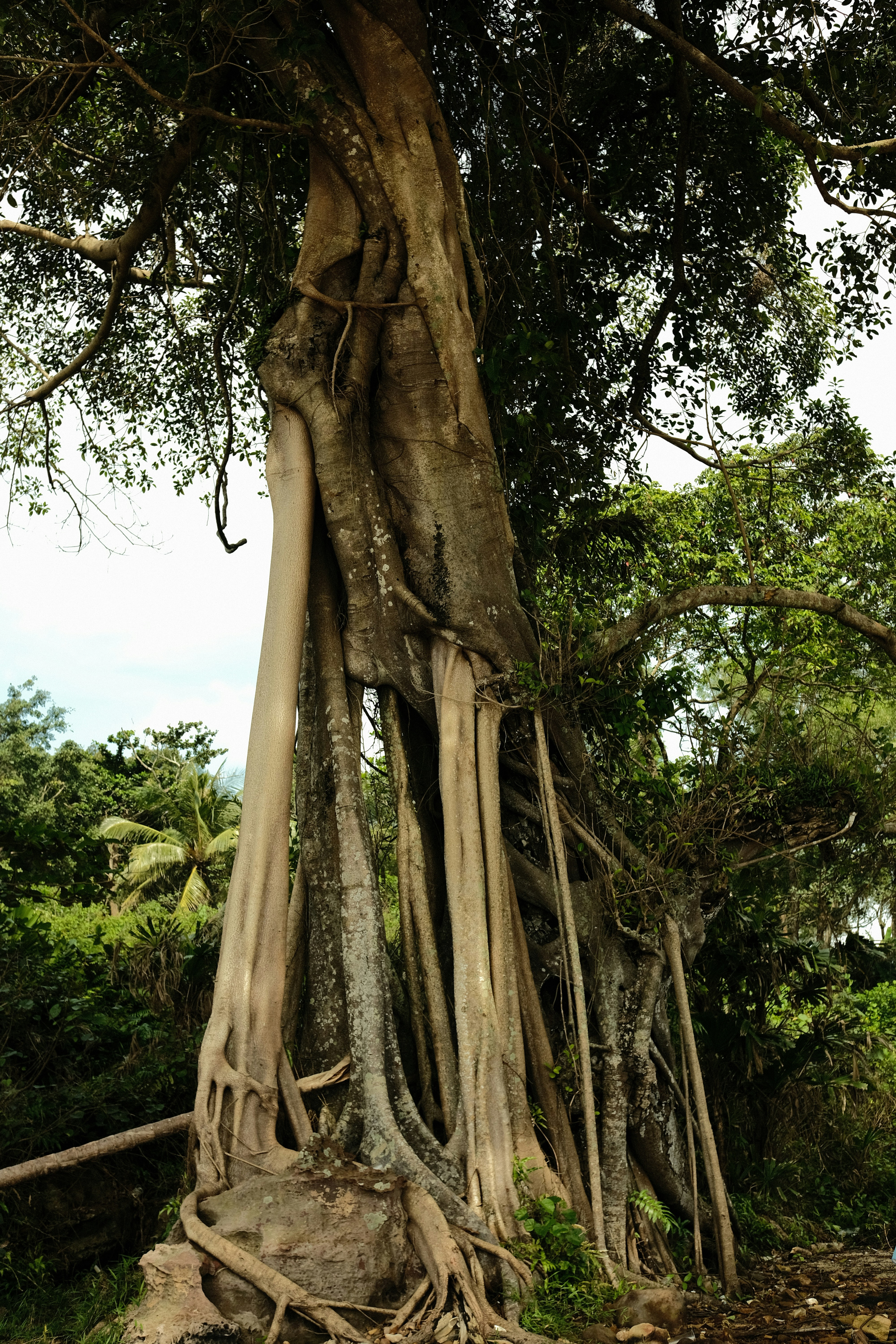 A very large tree with a very long trunk photo – Free Tree Image on ...