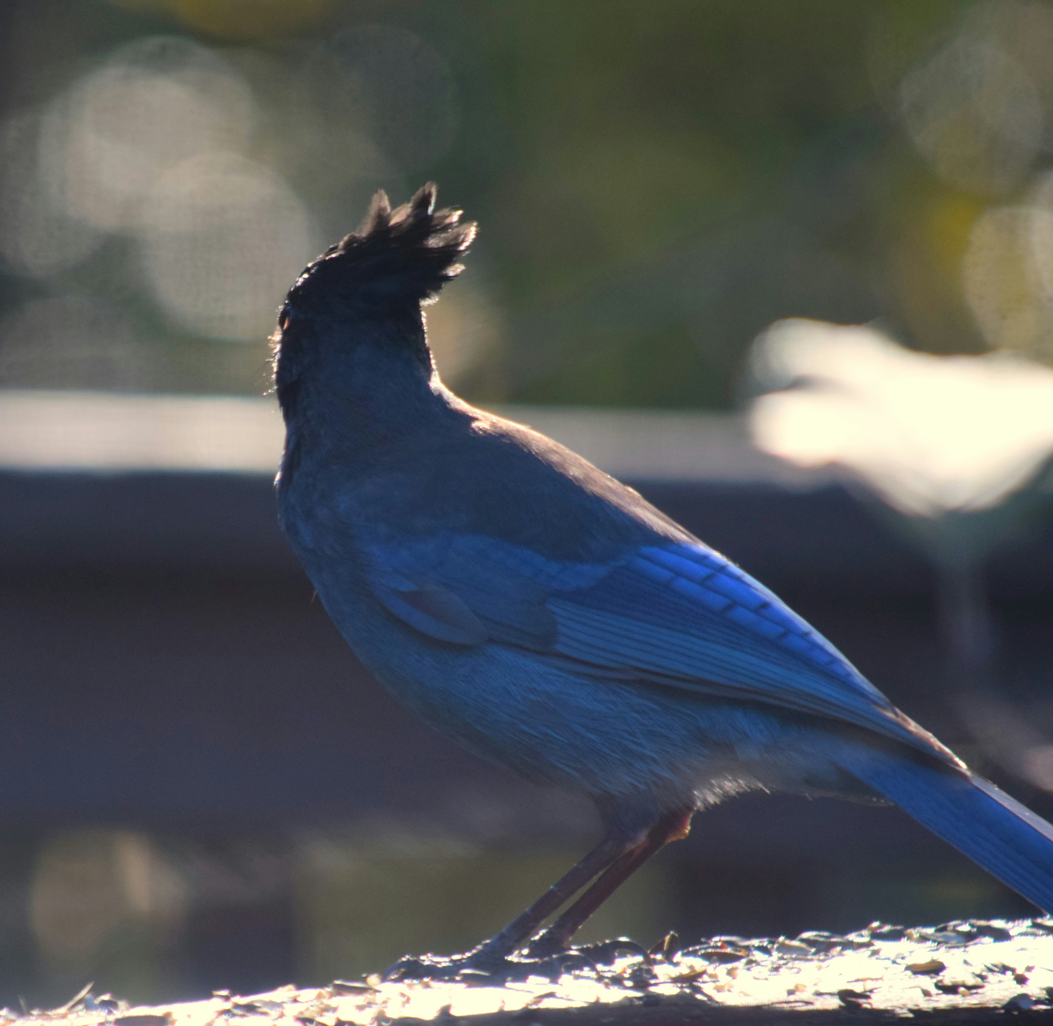 Crested Blue Bird in Golden Backlight on a Rough Ledge