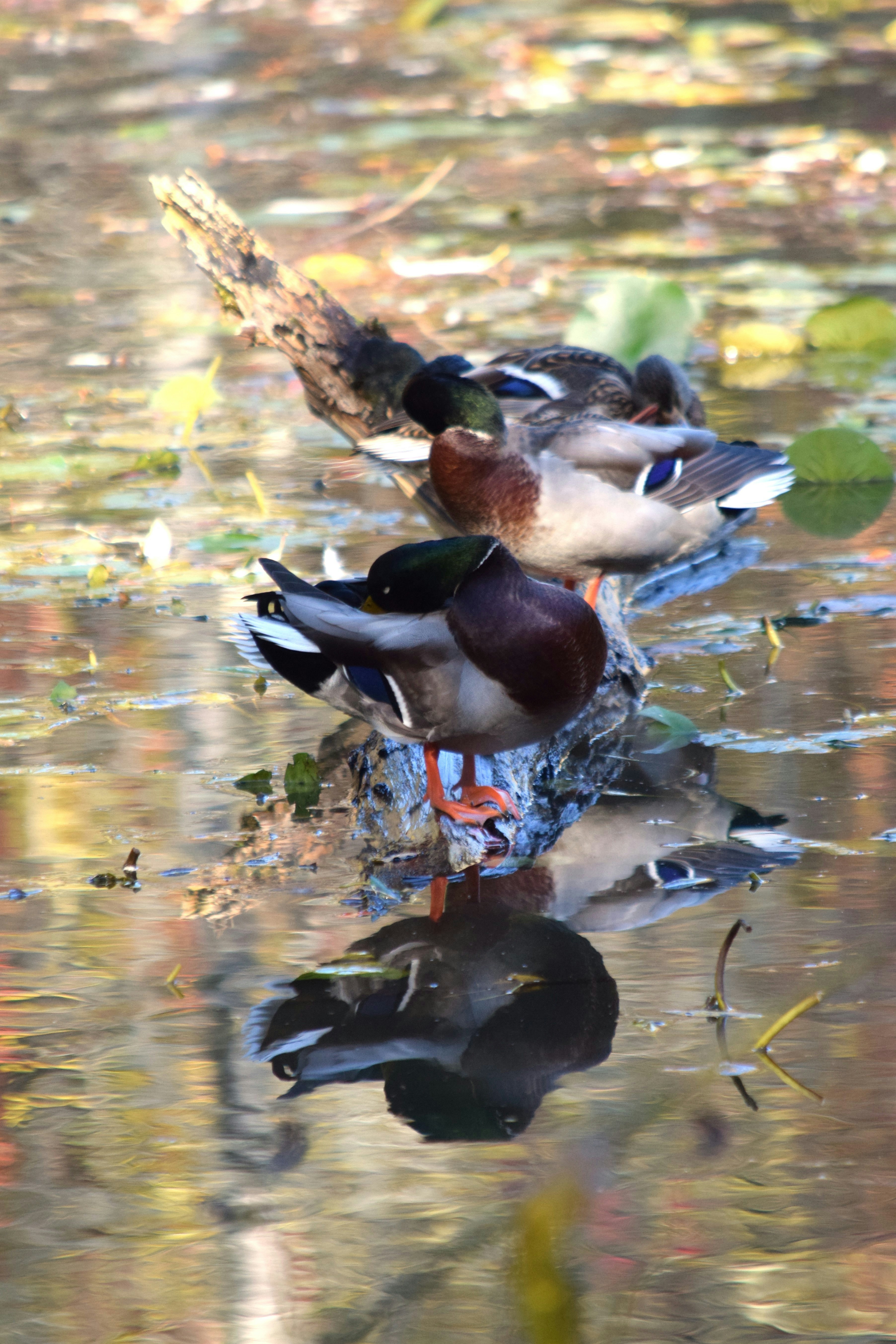 A couple of ducks sitting on top of a puddle of water photo – Free ...