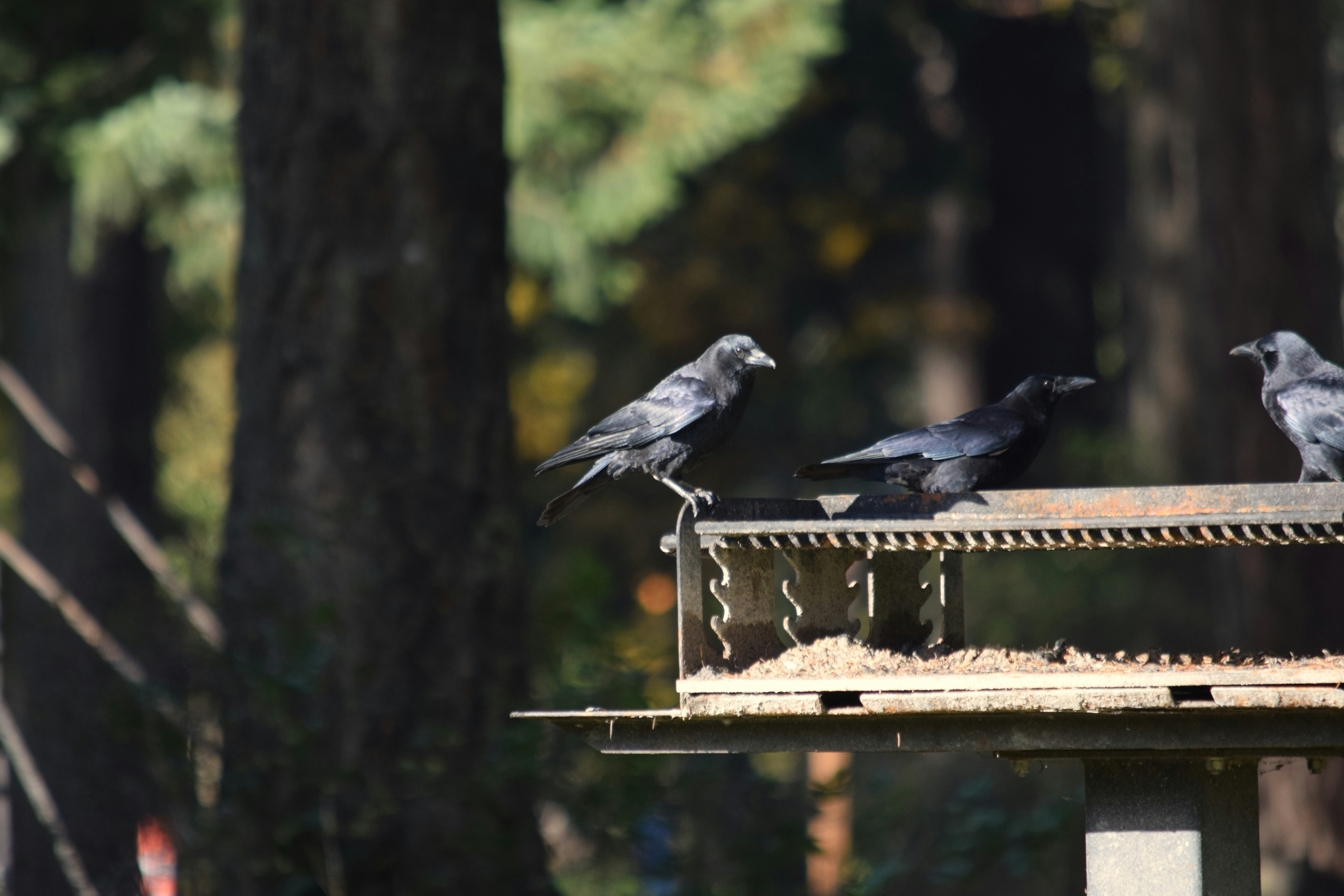 Three Crows Perch on a Weathered Feeder in Quiet Forest Light