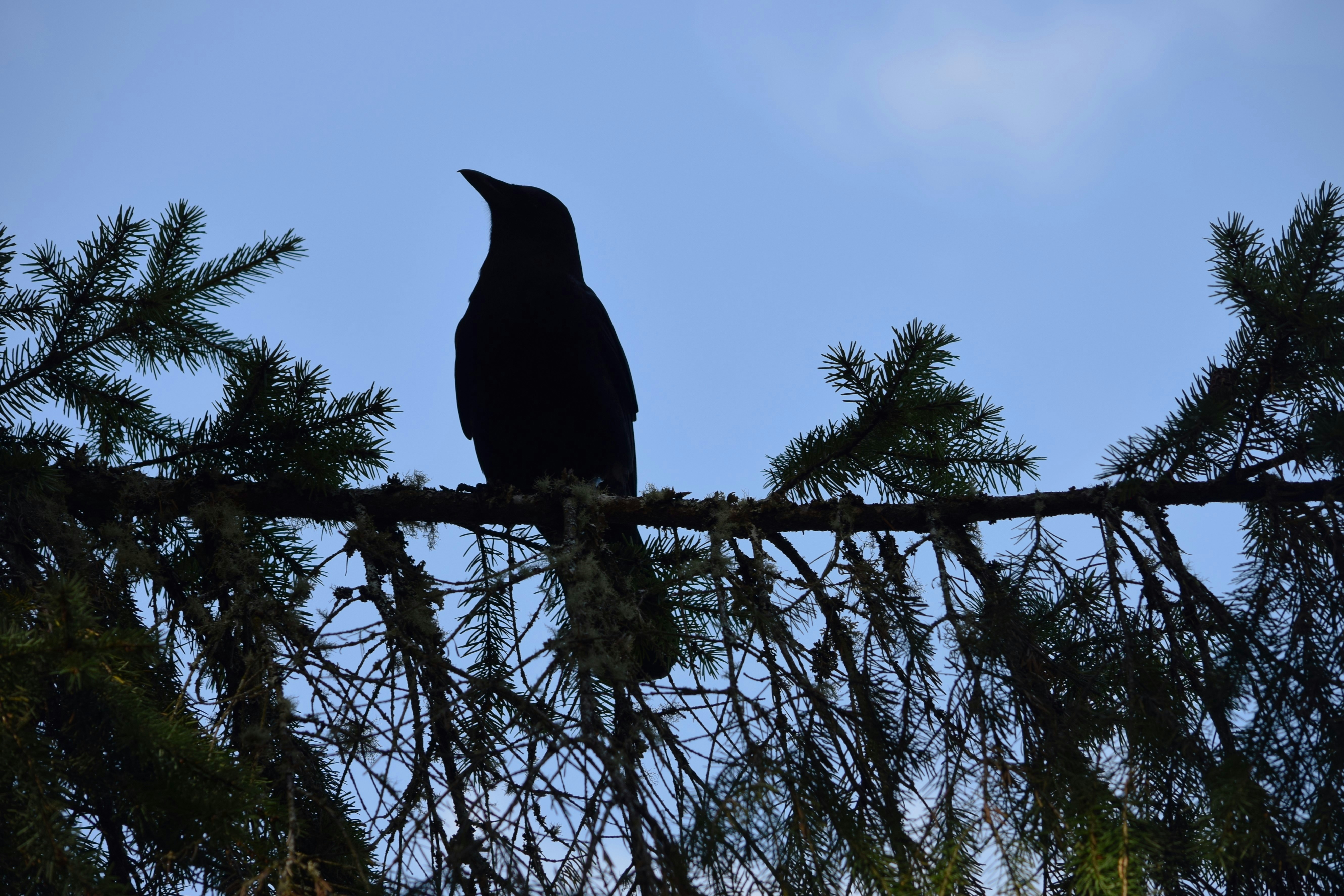 Crow Silhouette Perched on a Weathered Pine Limb Against a Clear Blue Sky