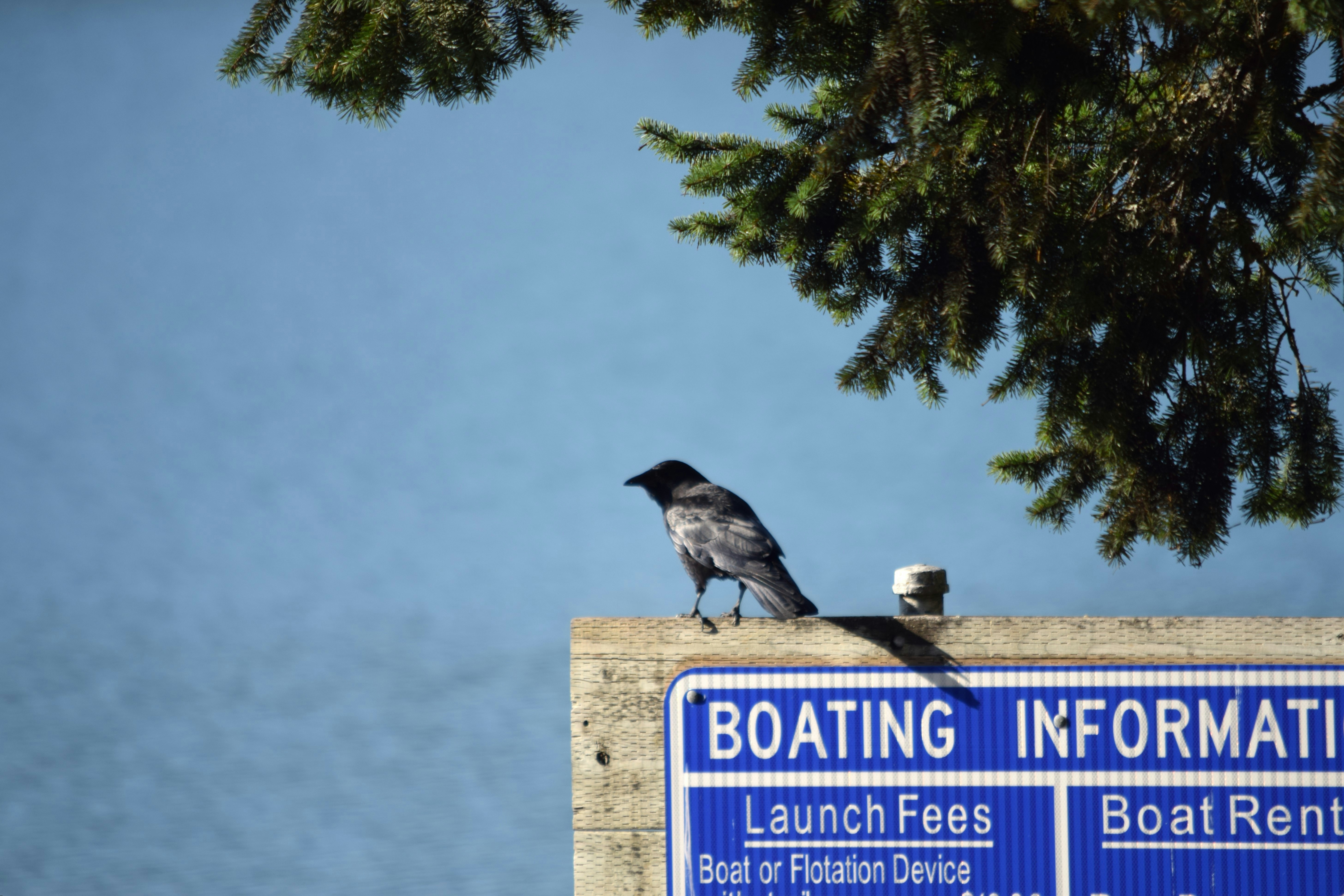 Raven Perch at the Edge of Blue Waters