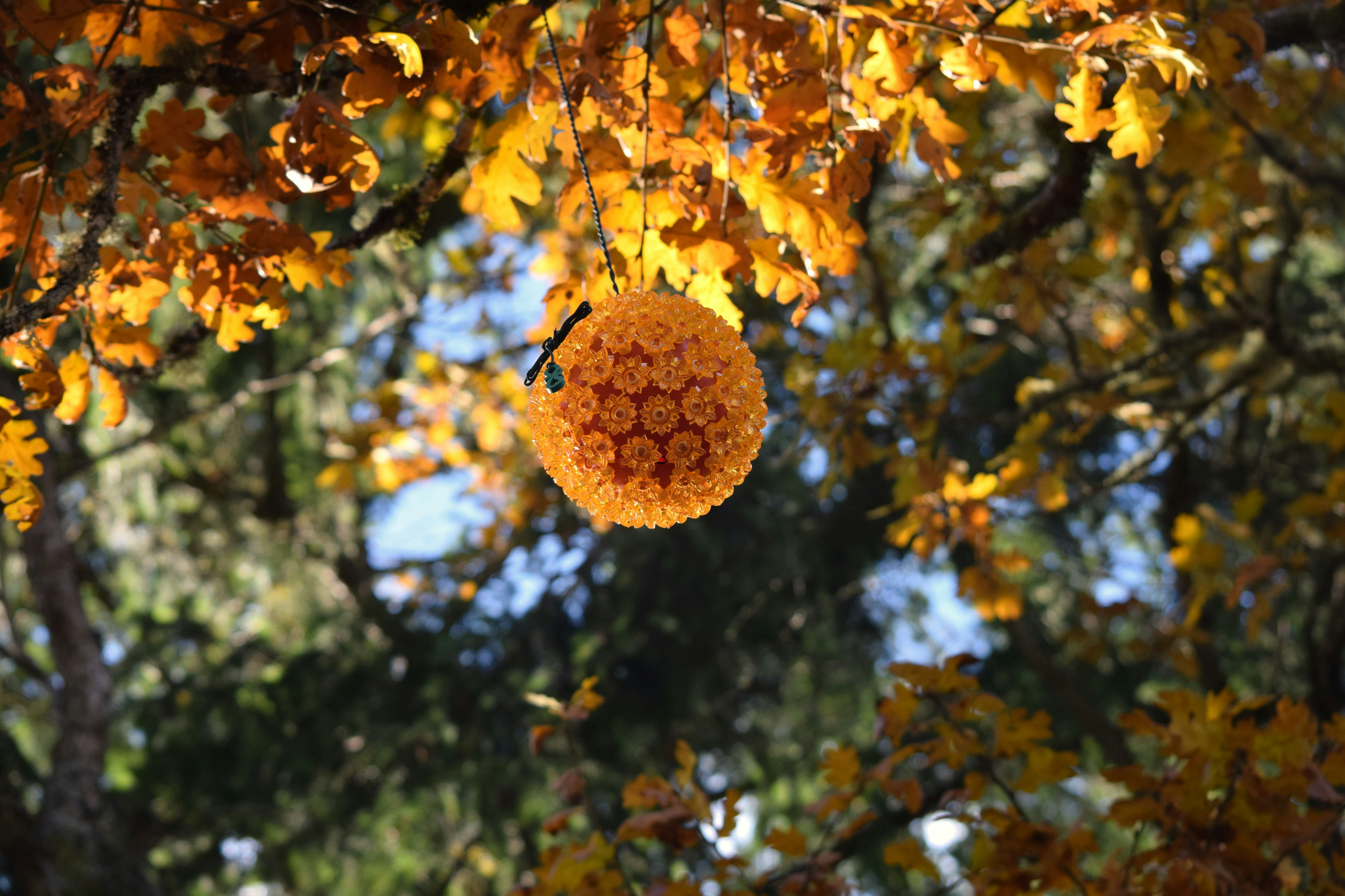 Autumn's Amber Orb Suspended in a Sunlit Canopy