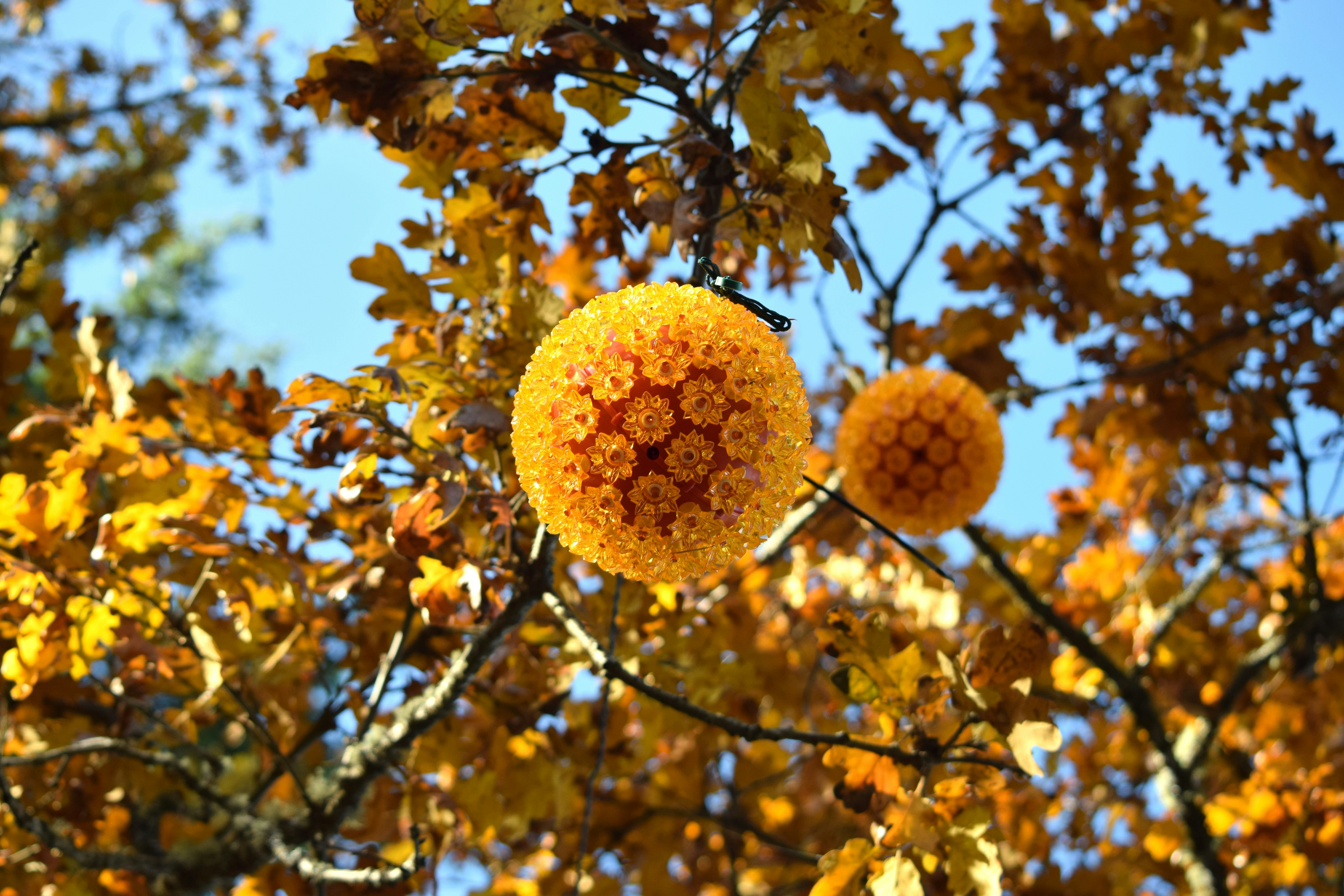 Amber Orbs on a Sunlit Autumn Branch