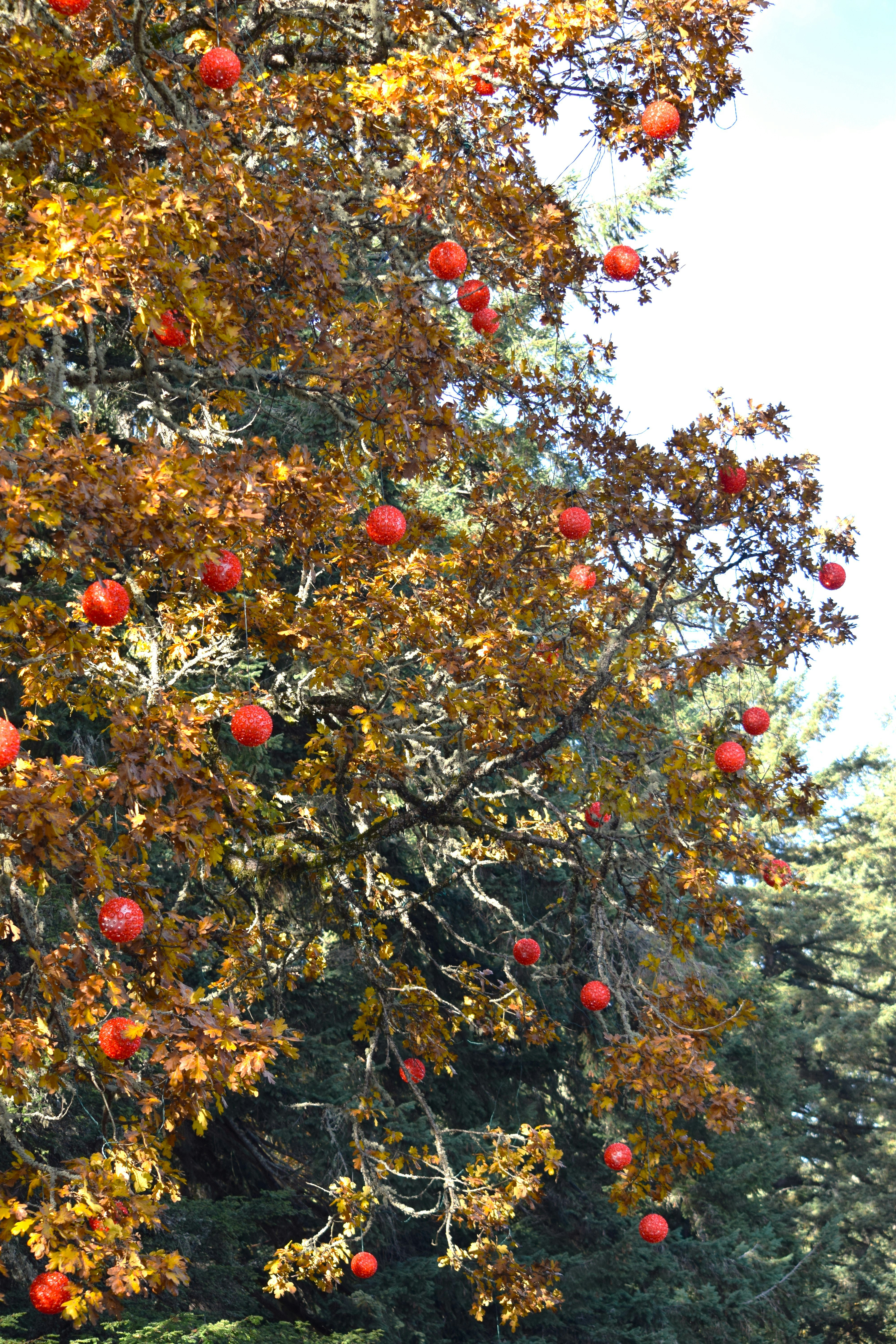 Autumn Orchard: Red Orbs Adorn a Sunlit Branch
