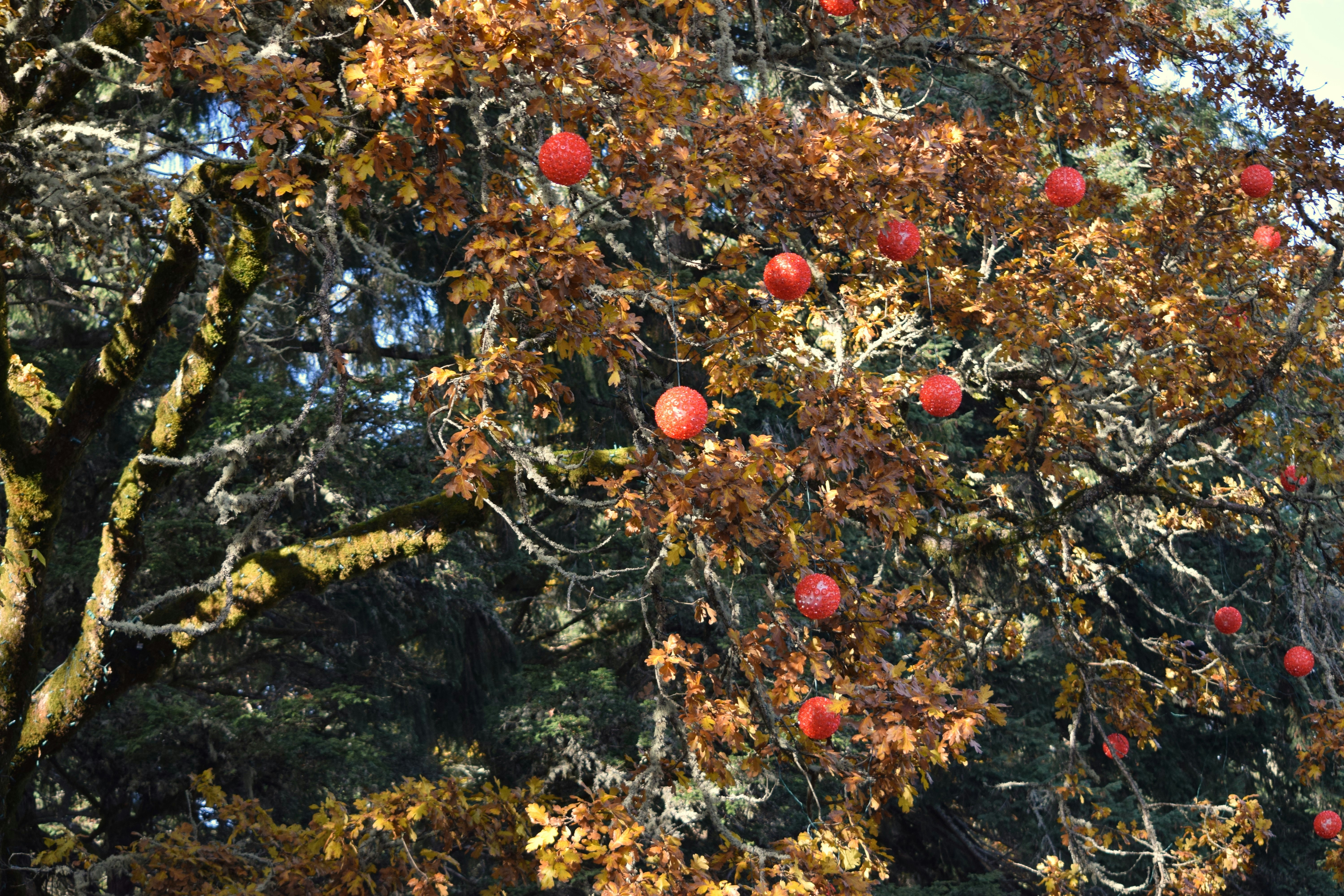 Crimson Orbs Adrift in a Bronze-Leaf Canopy