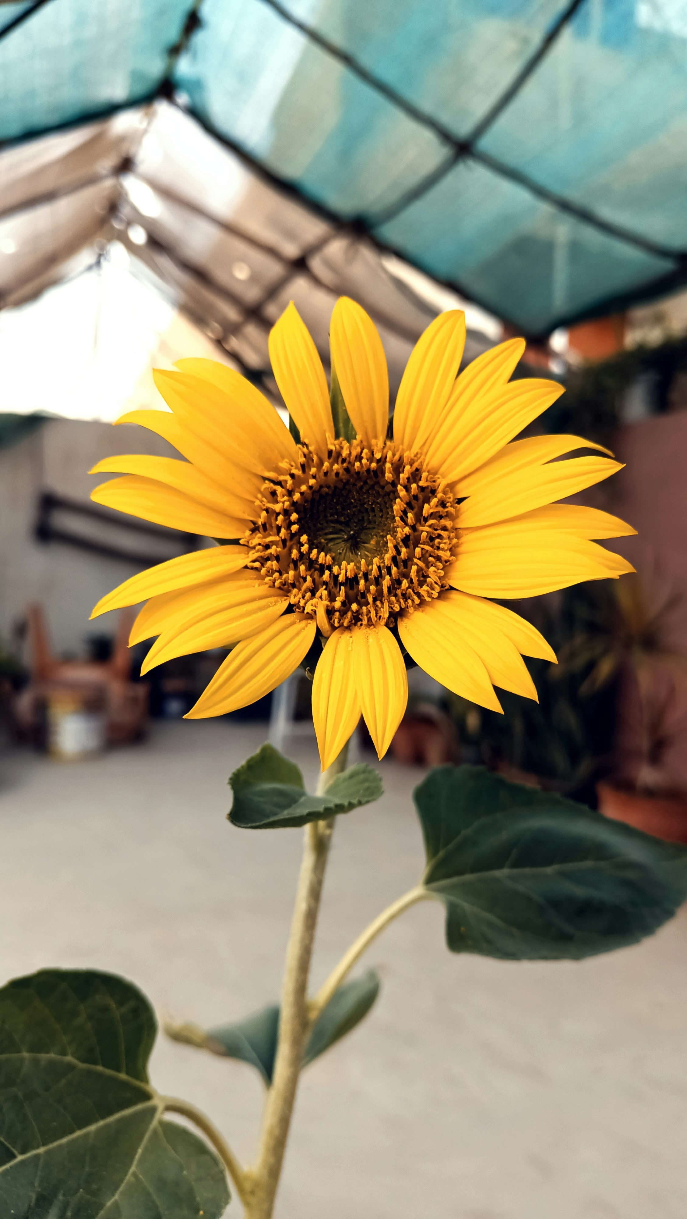 Close-up photograph of a bright sunflower with a dark center, set against a blurred greenhouse backdrop and turquoise shade net.
