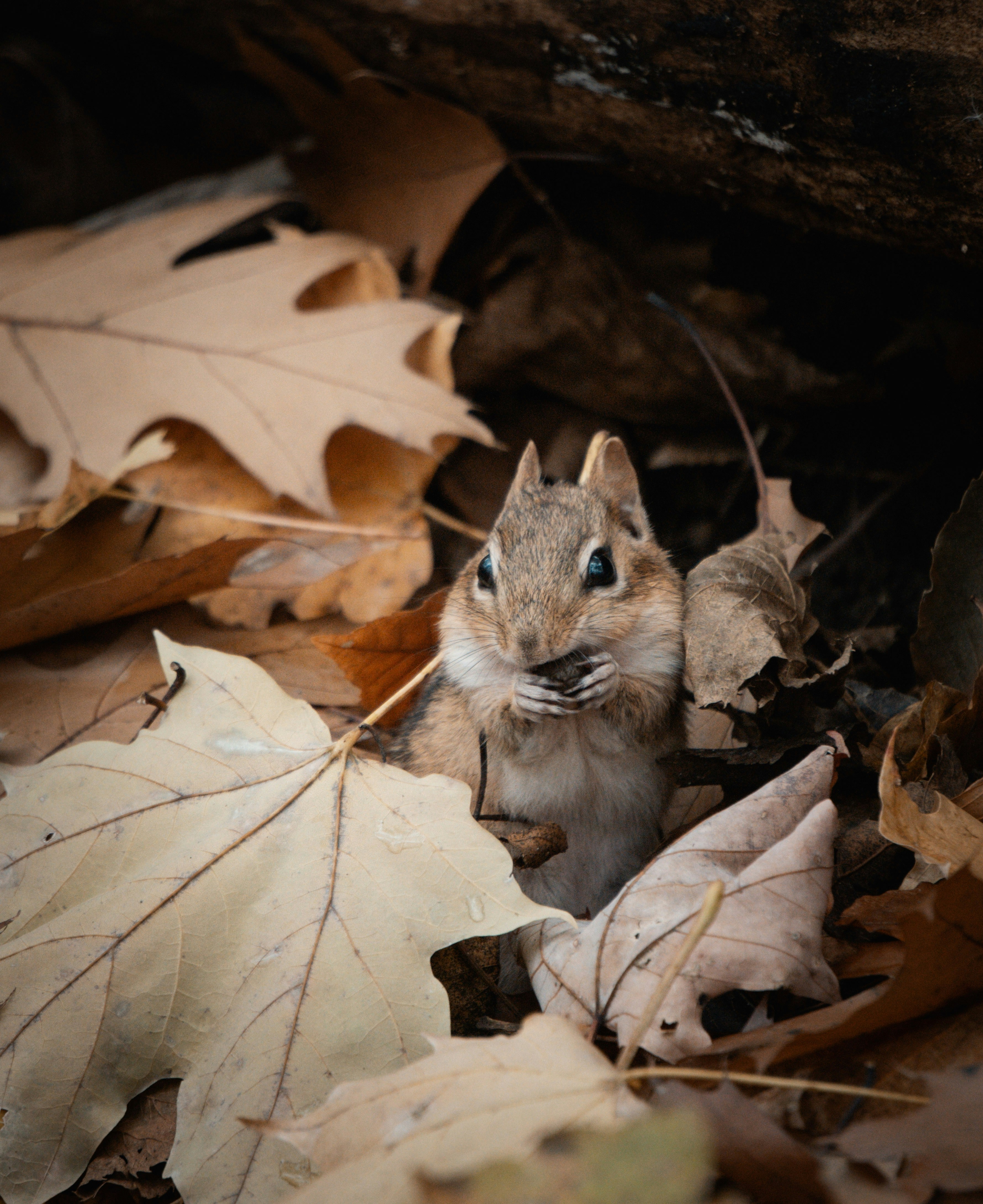 Autumn Leaf Lair: A Curious Chipmunk’s Quiet Pause