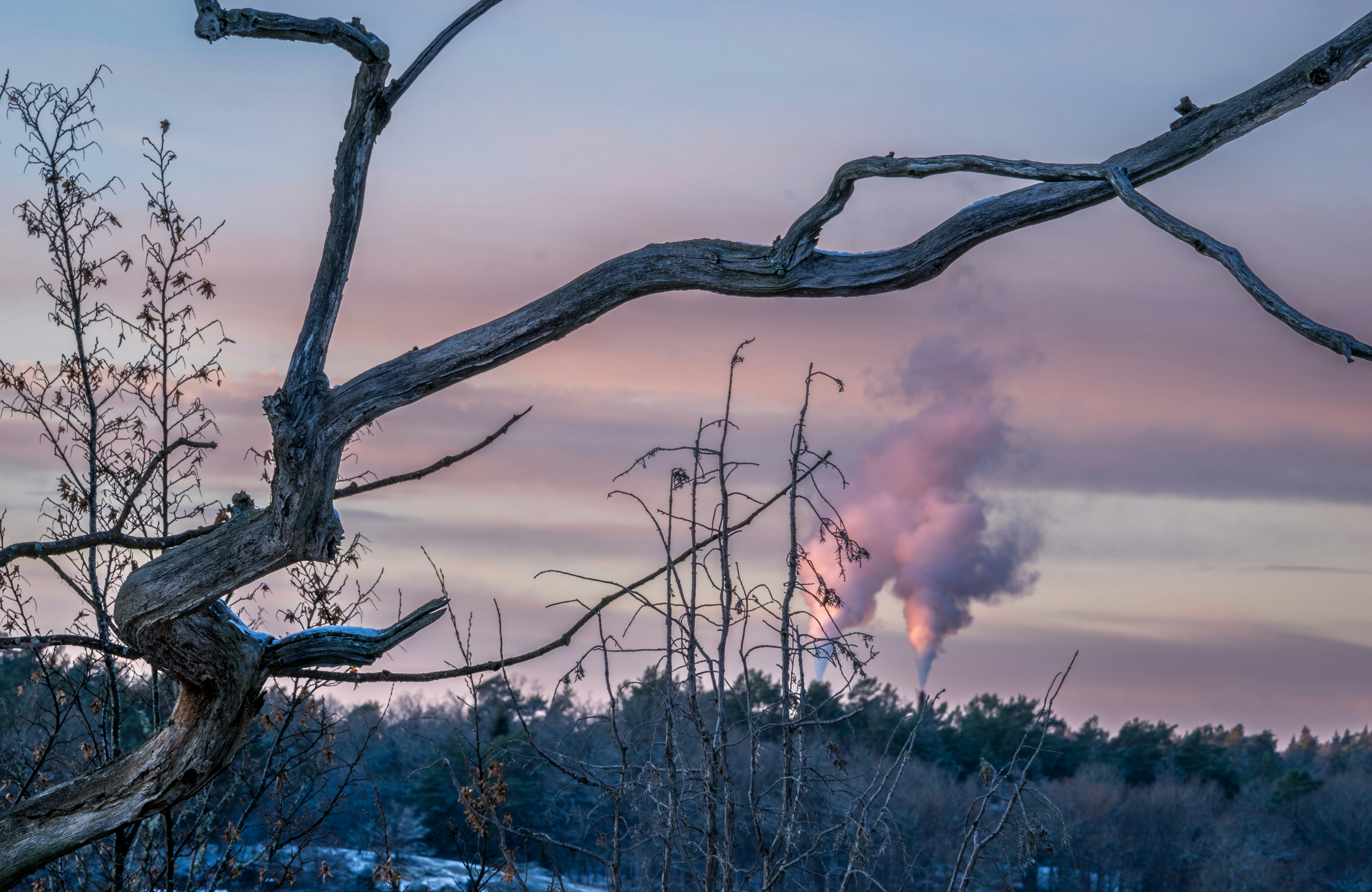 A smokestack emits from a tree in the distance photo – Free Fire Image ...