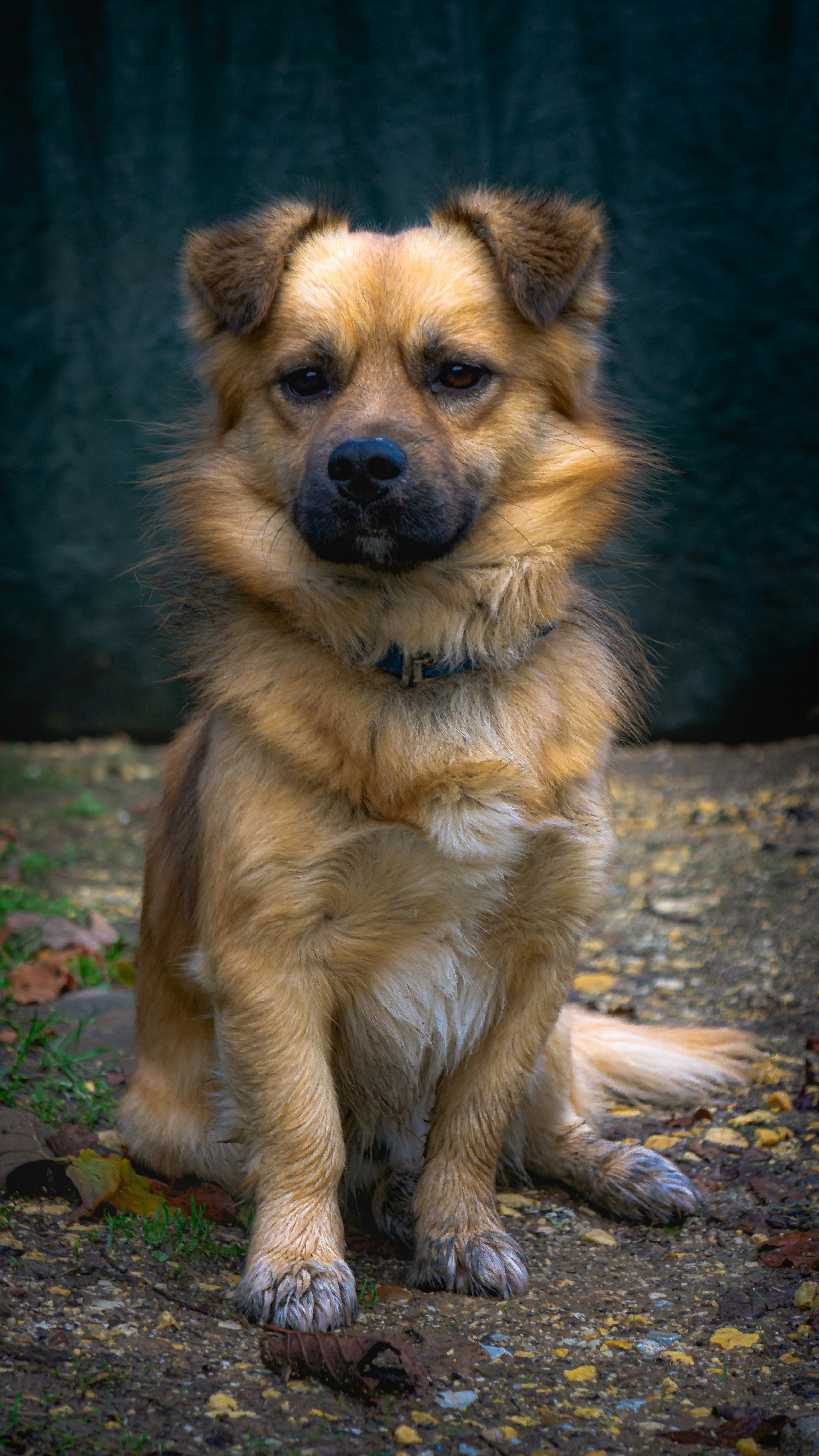 Golden Pup on a Leaf-Strewn Path: A Calm Portrait