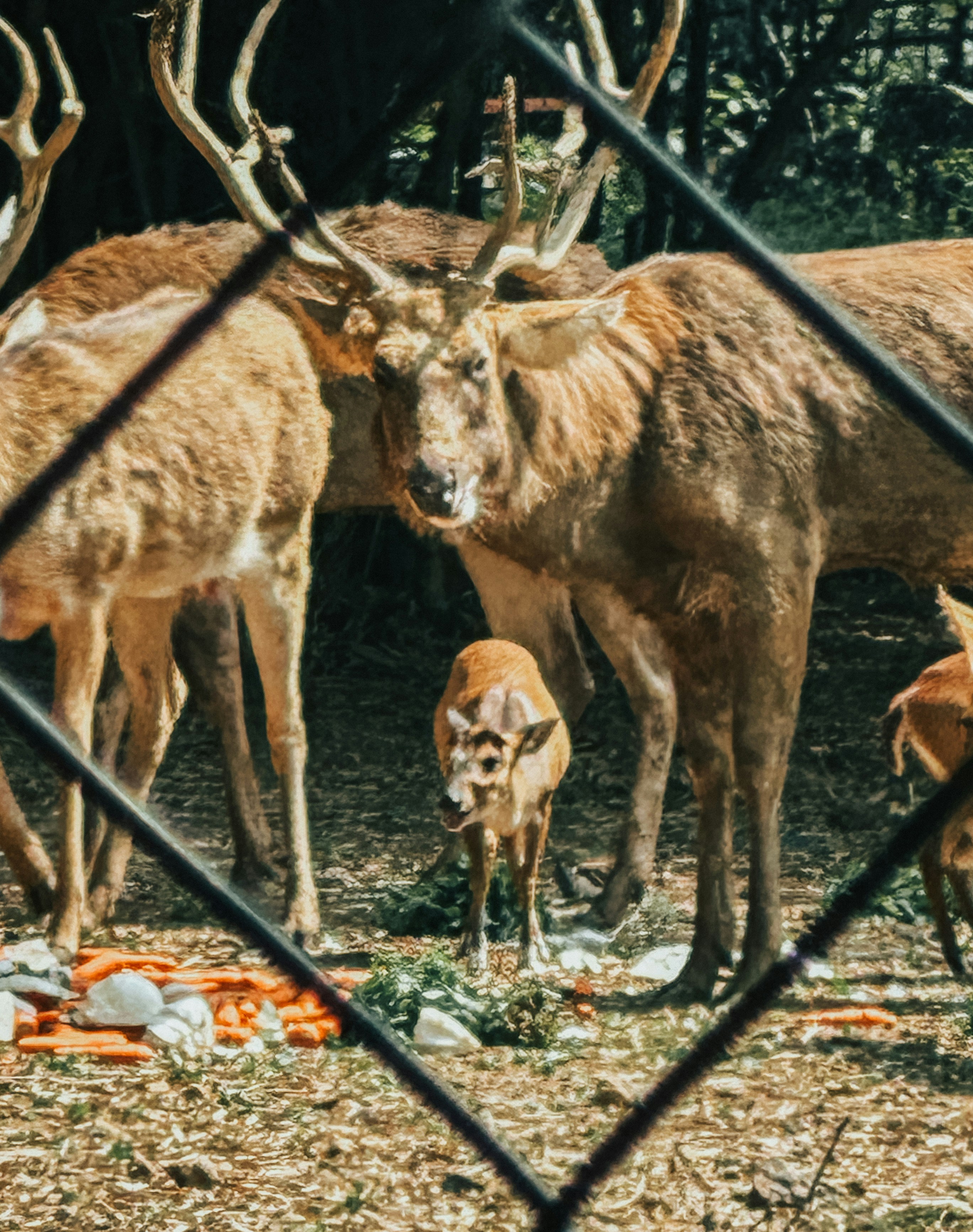 Fawn Among Elk: Quiet Moment Framed by Diamond Mesh