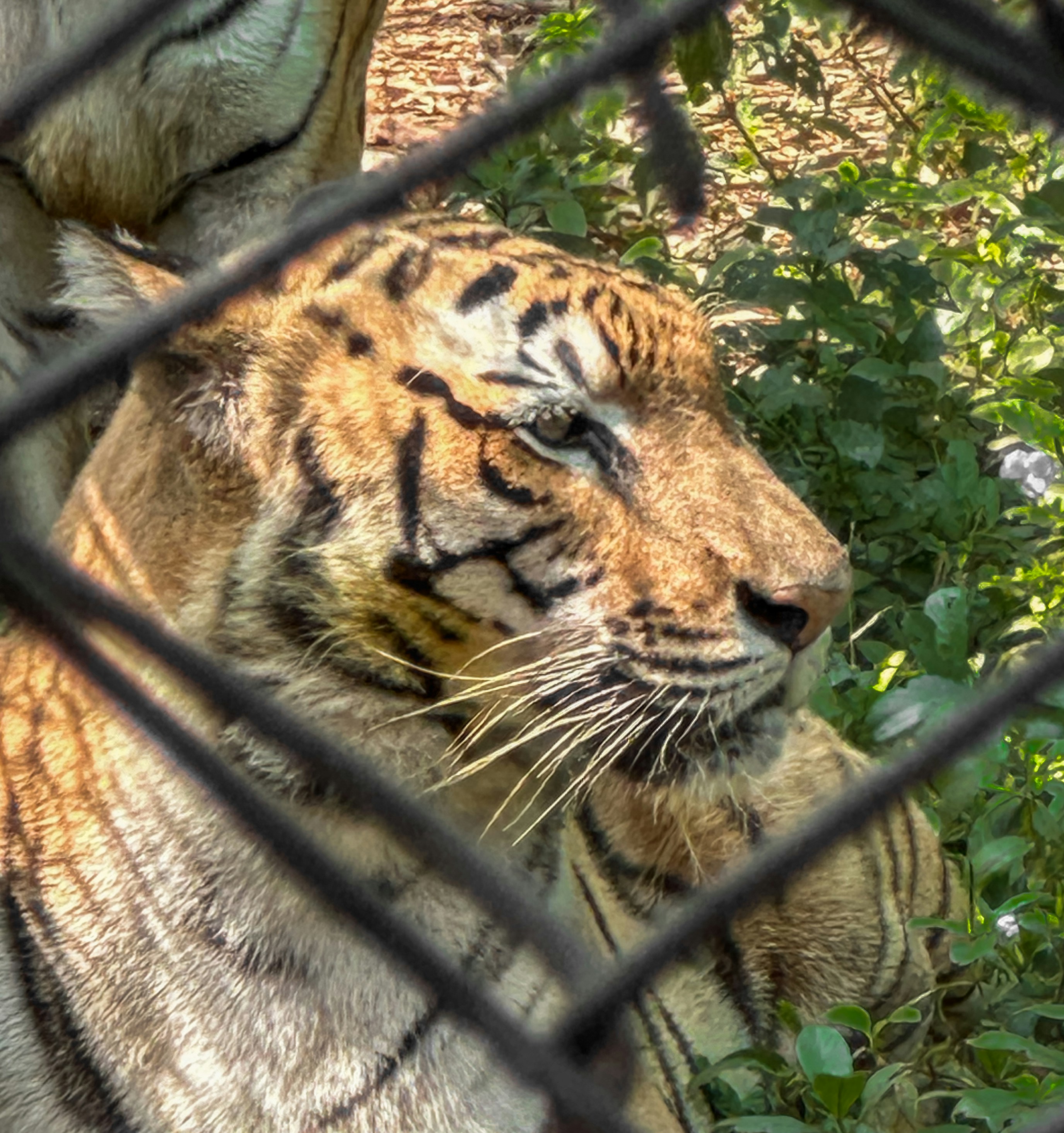 Tiger Portrait Behind Chain-Link: Sunlit Fur and Quiet Gaze