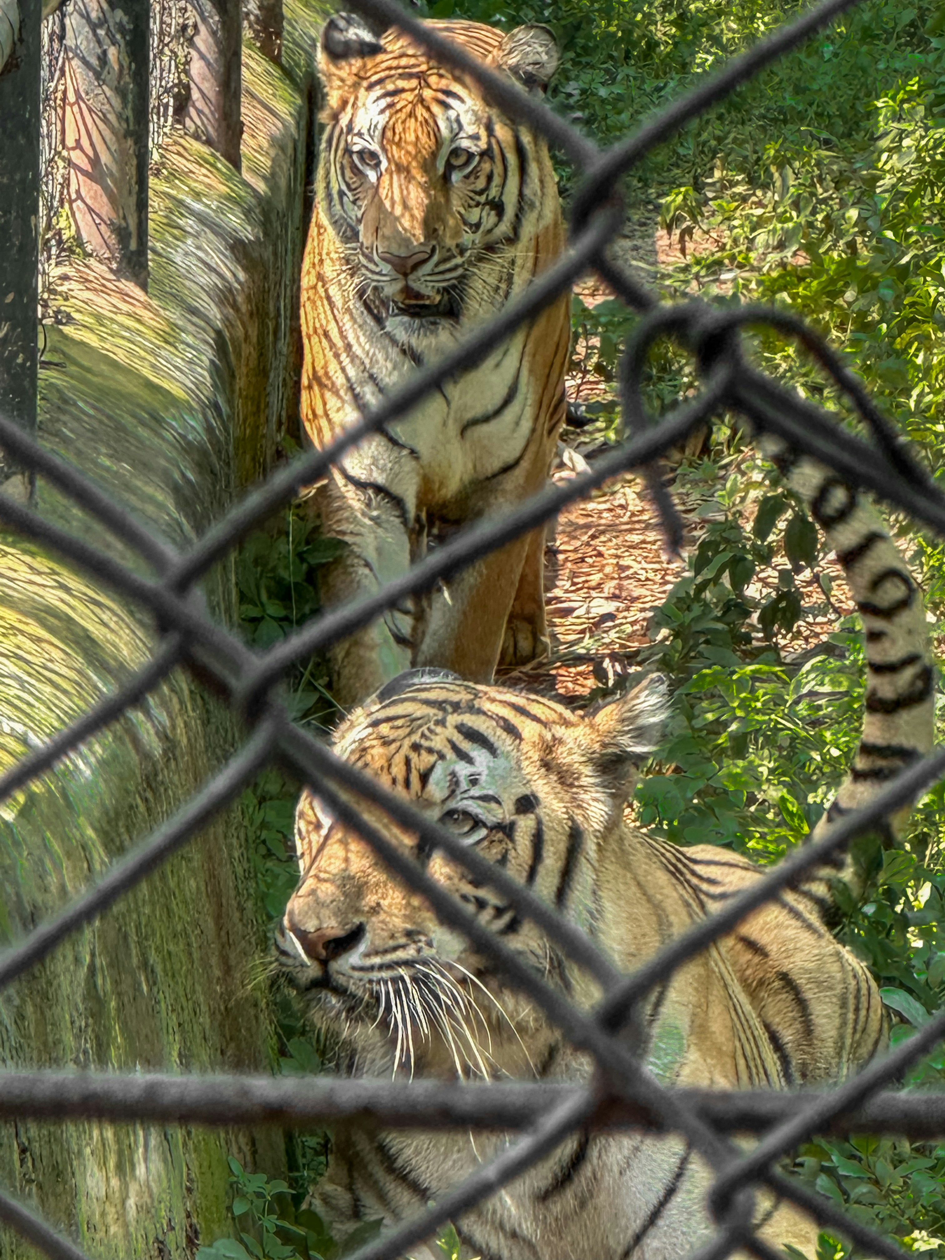 A couple of tigers standing next to each other photo – Free Animal ...