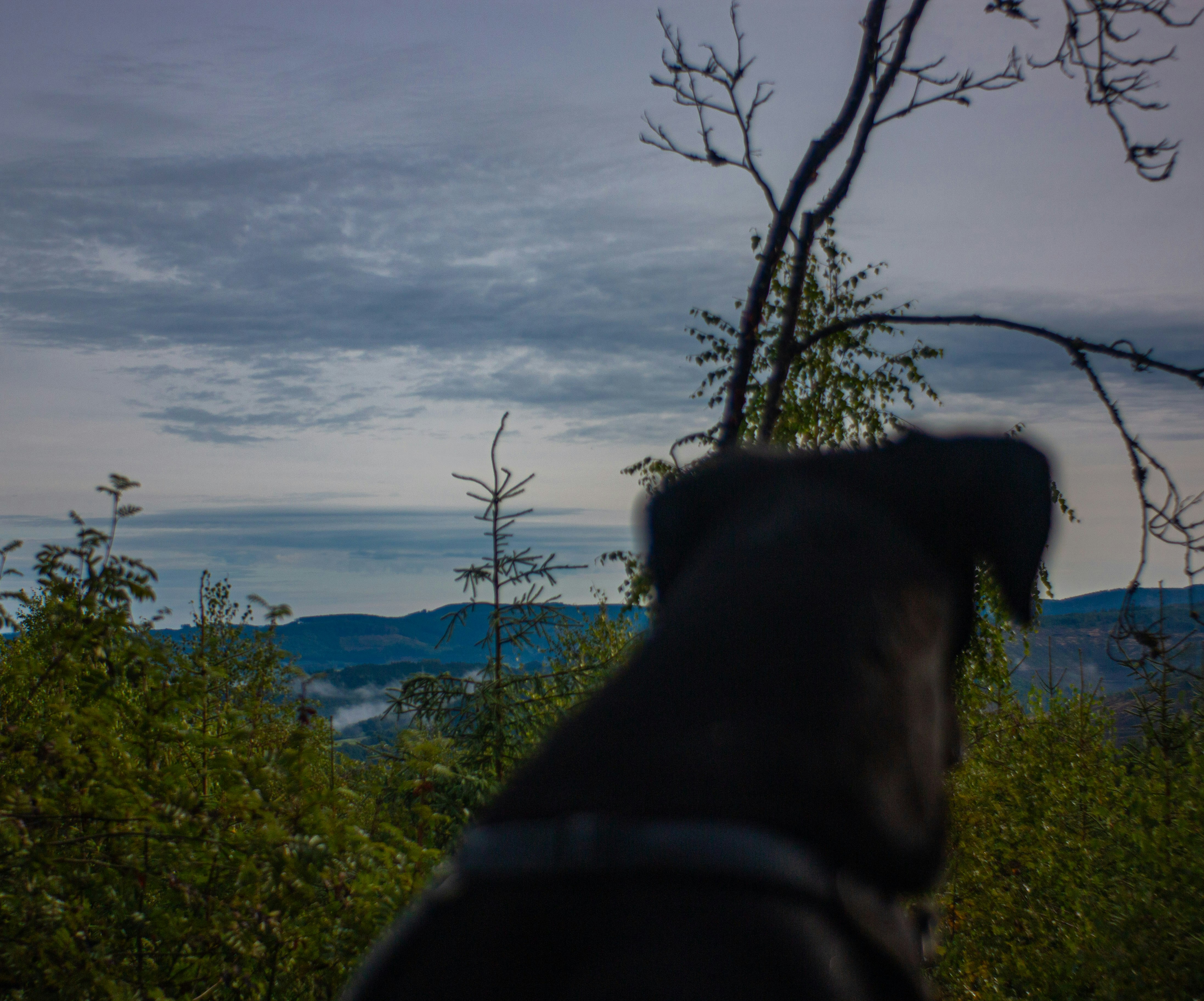 Out of Focus Sentinel: A Silhouetted Dog Overlooking a Mountain Horizon