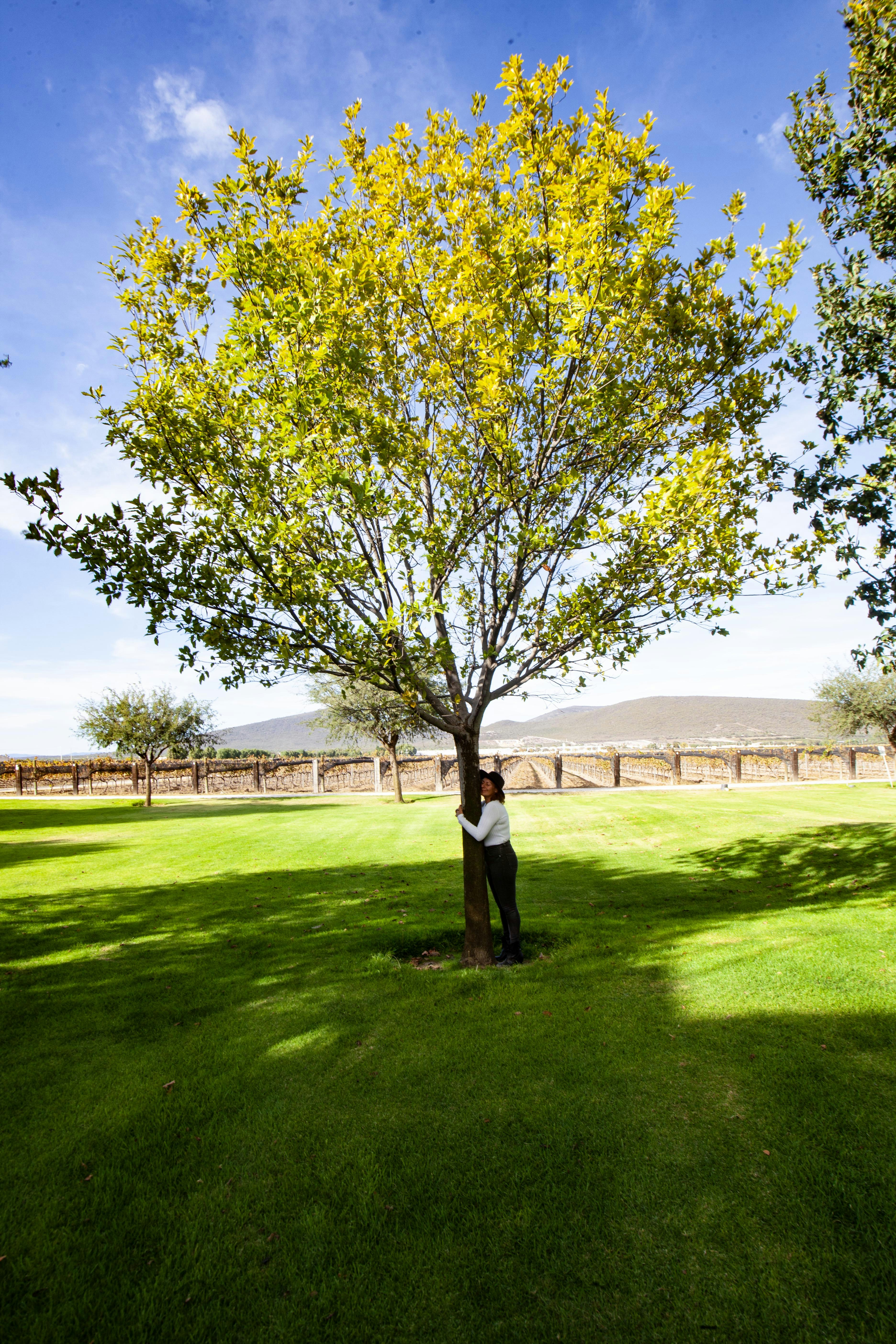 Gentle Embrace at the Foot of a Sunlit Park Tree