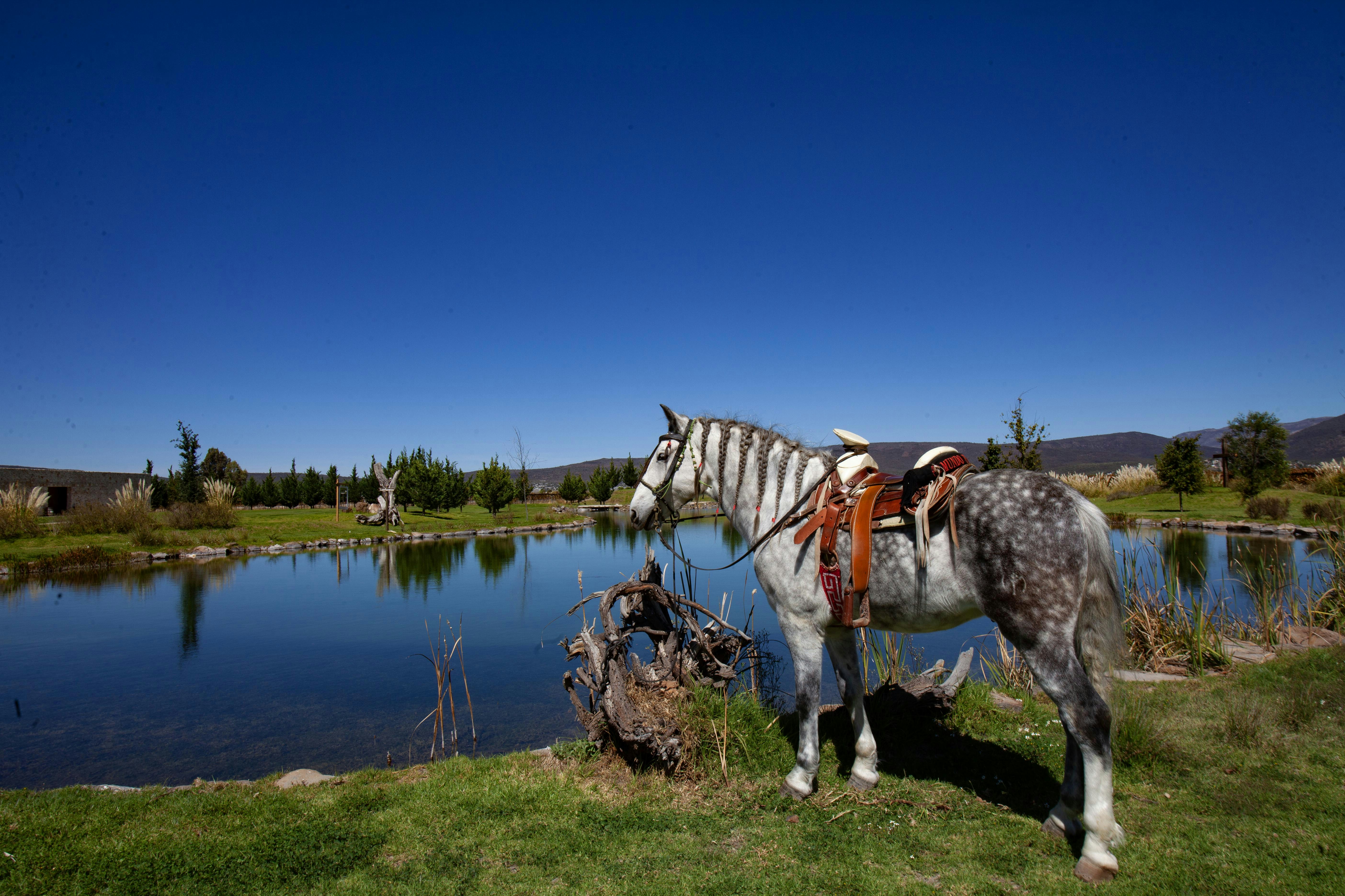 Dappled Equine by the Quiet Pond Under a Clear Blue Sky