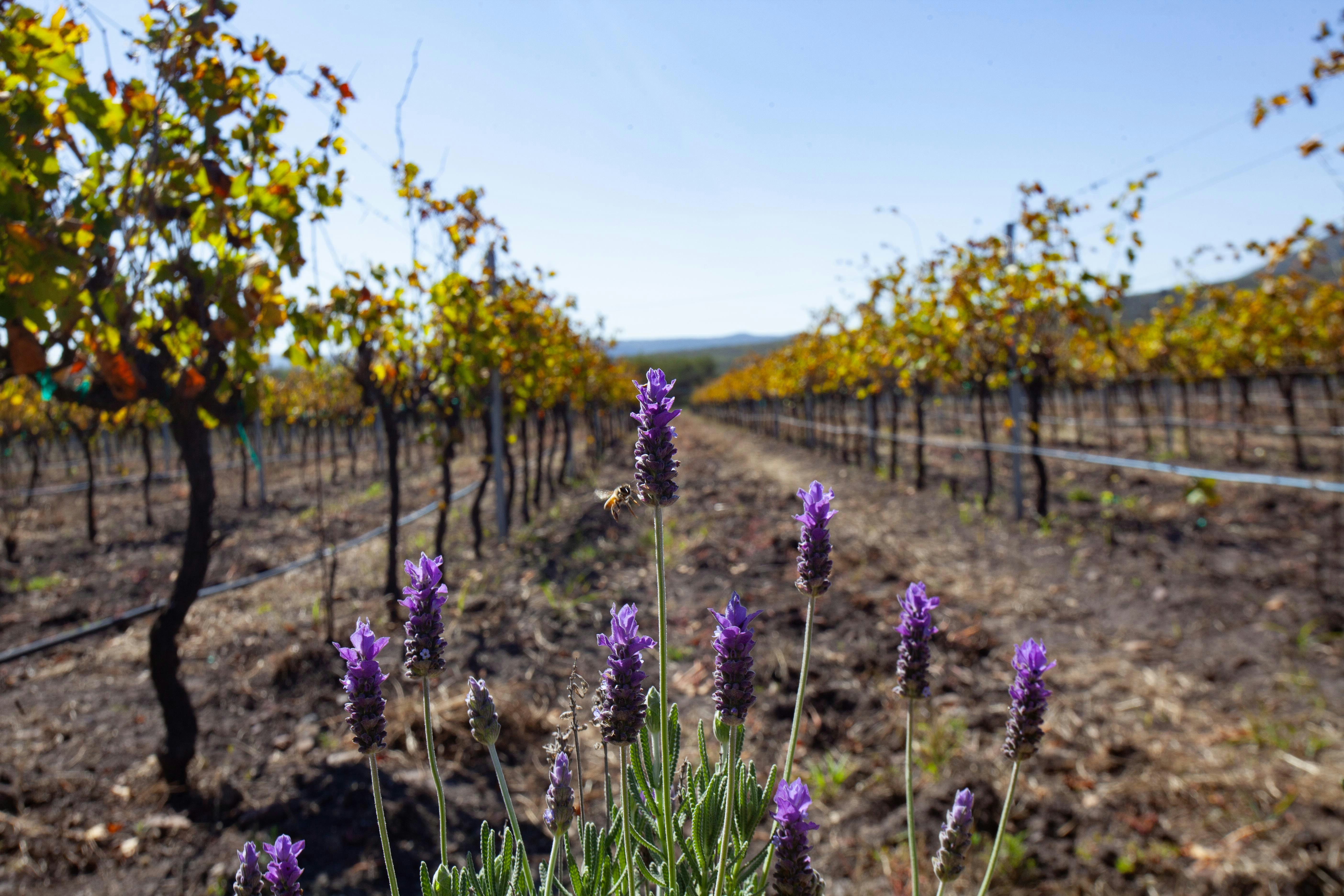 Lavender in the Vineyard: Sunlit Rows Under a Clear Sky