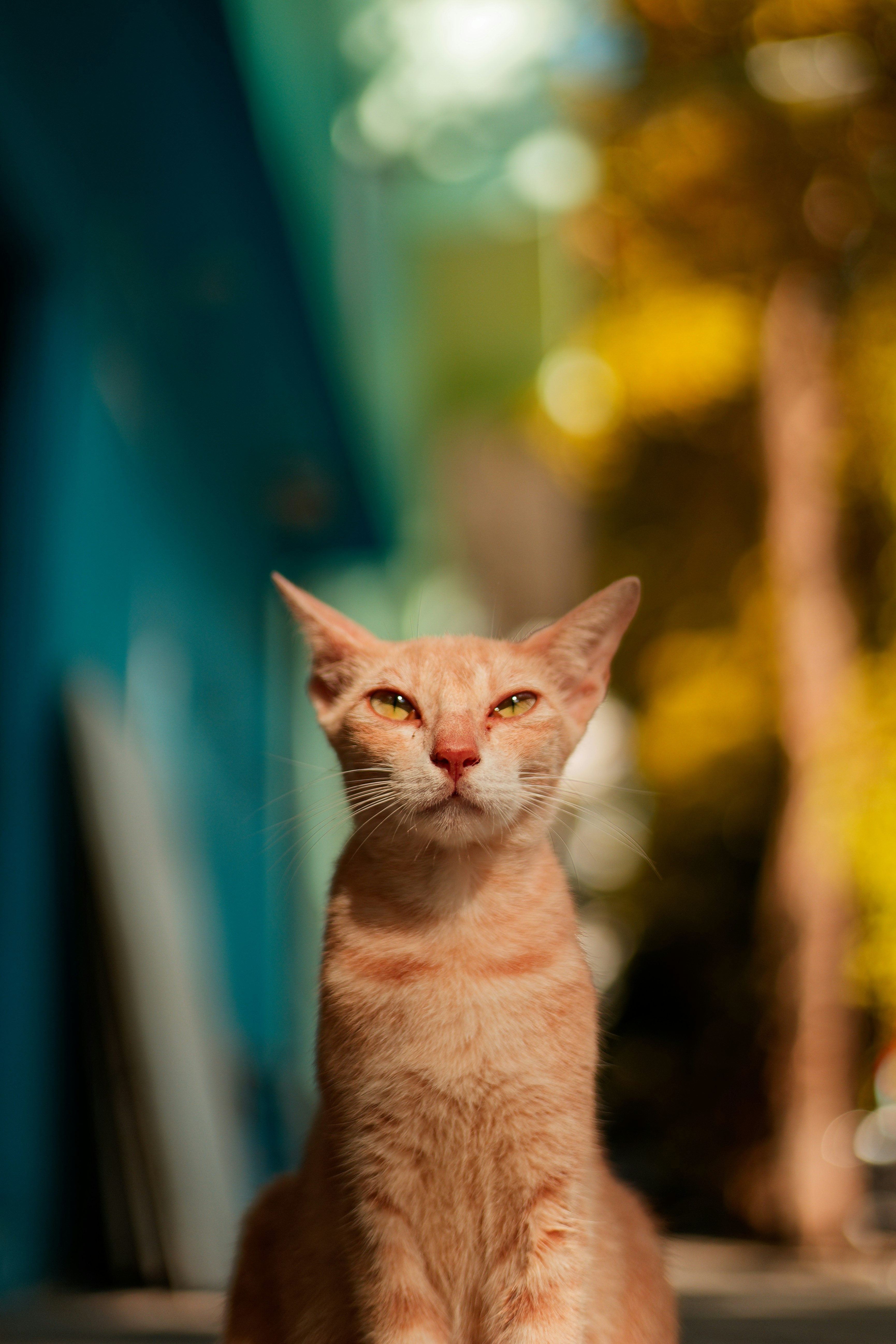 Amber Gaze in a Sunlit Alleyway